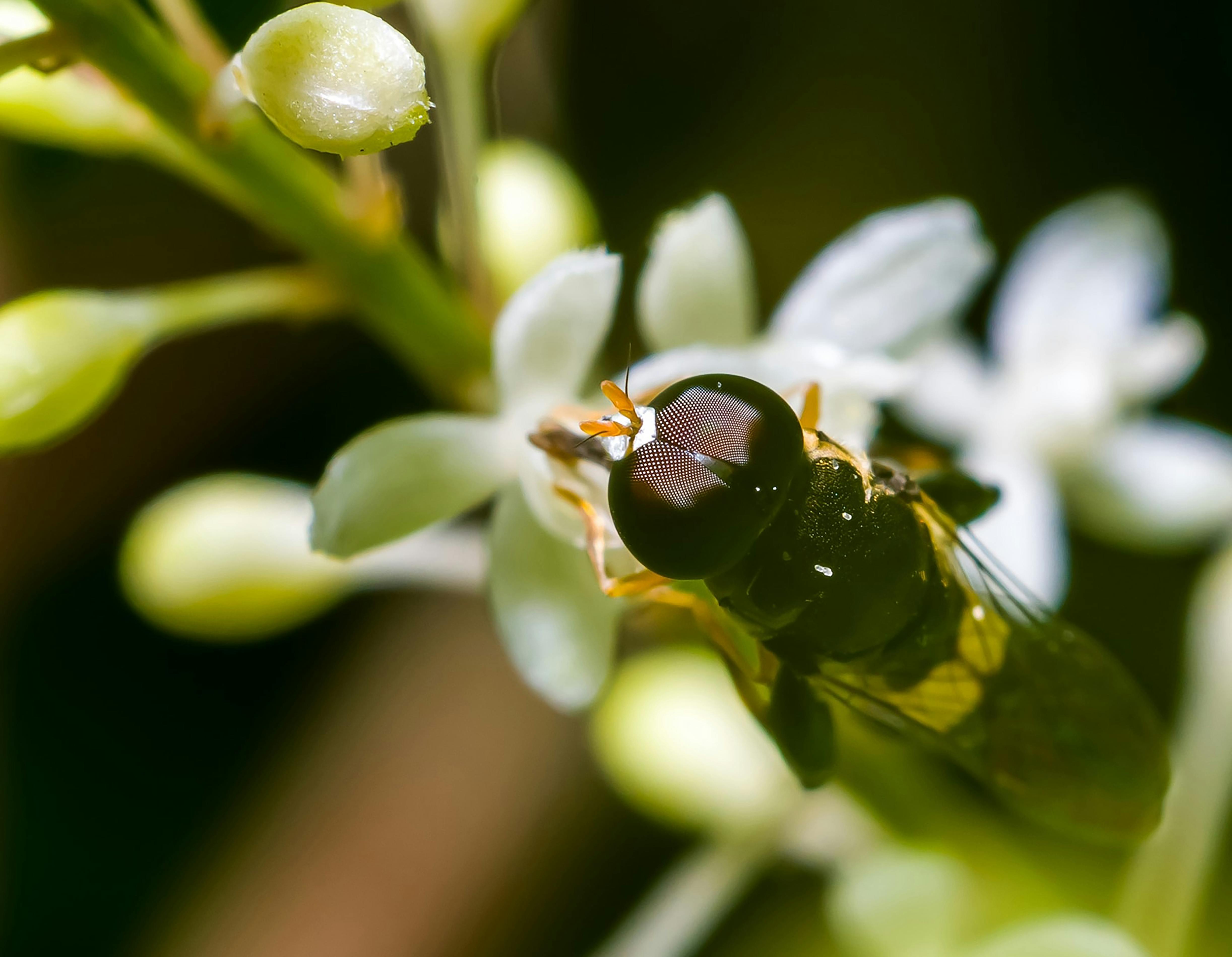 A Spider and Flies on a Petal of a Flower · Free Stock Photo