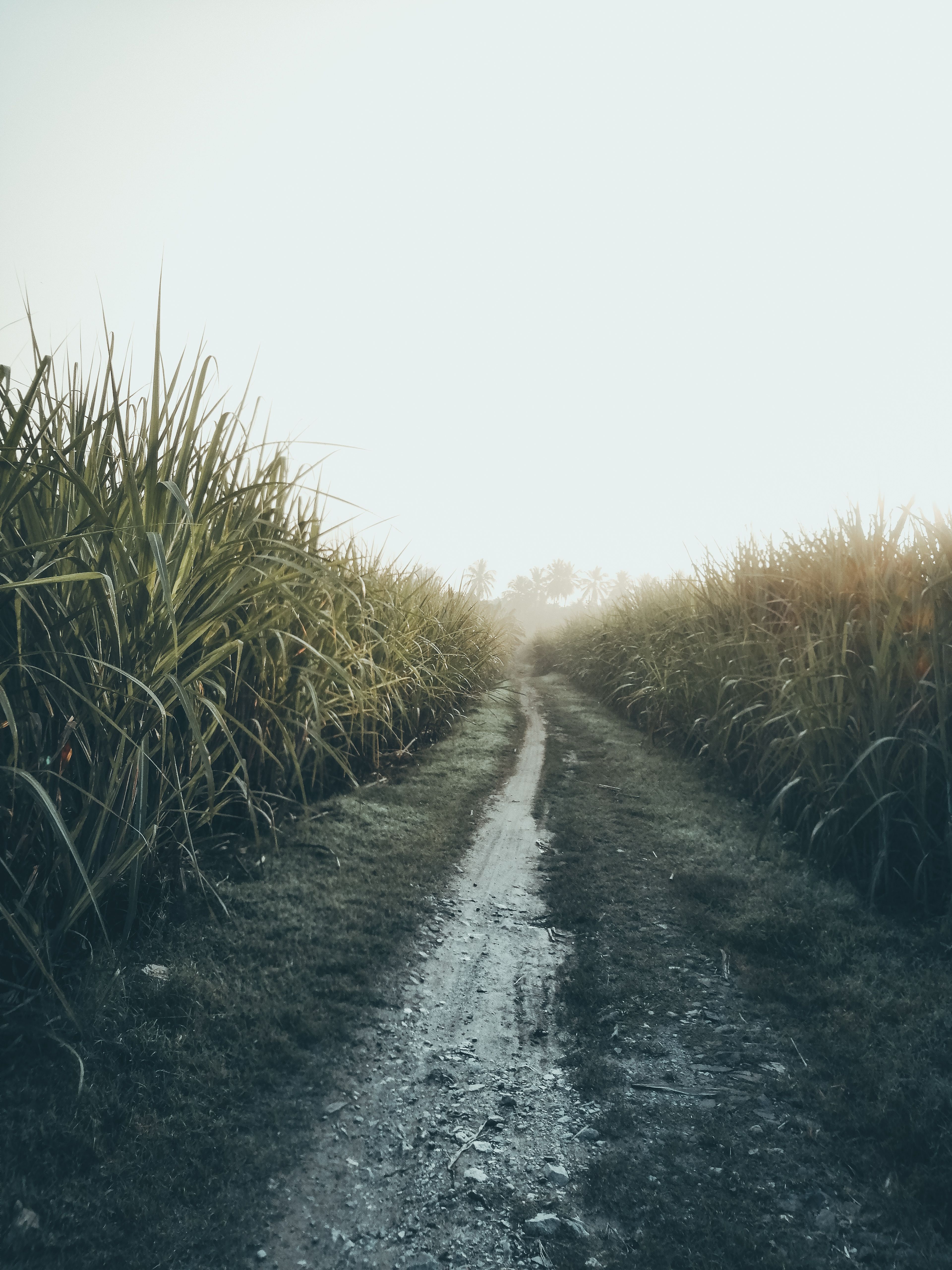 Gray Pathway Between Green Grass · Free Stock Photo