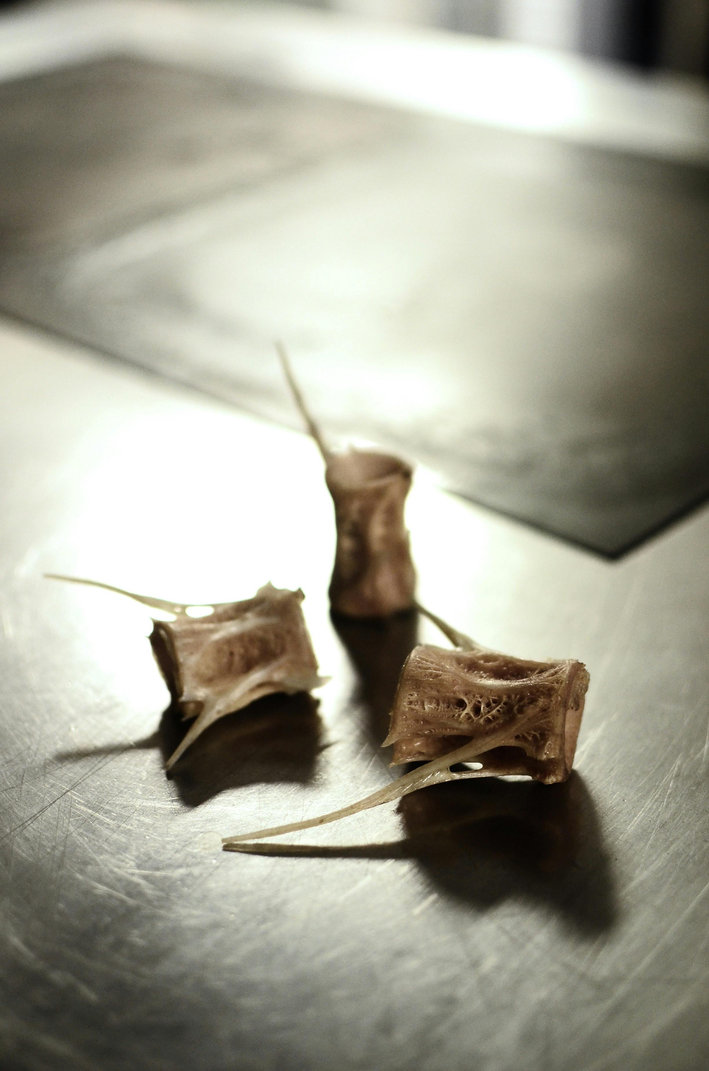 Dried Bones Photos, Download The BEST Free Dried Bones Stock Photos ...