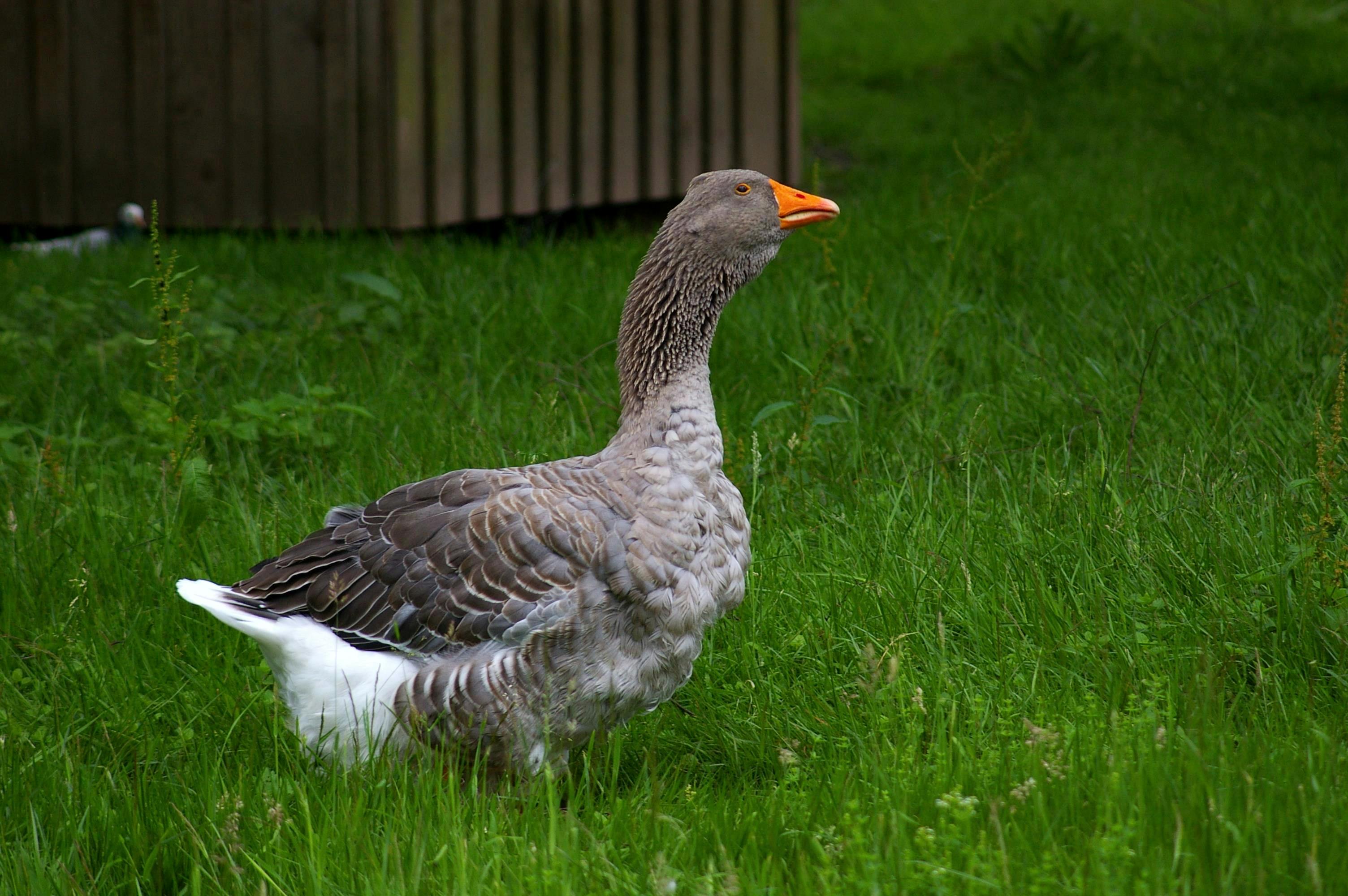 Single Duck Standing in Water · Free Stock Photo