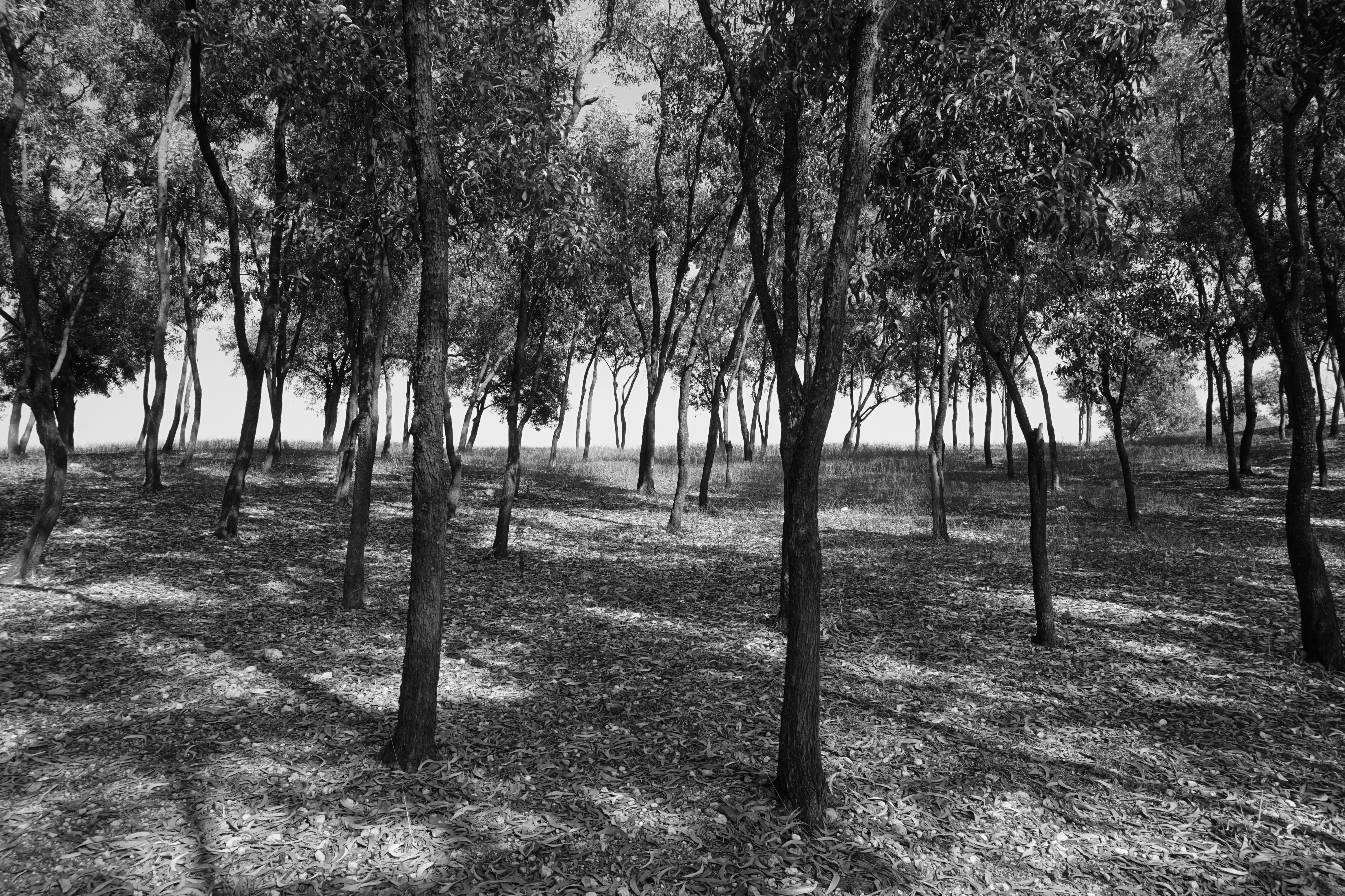 Green Trees on the Field · Free Stock Photo