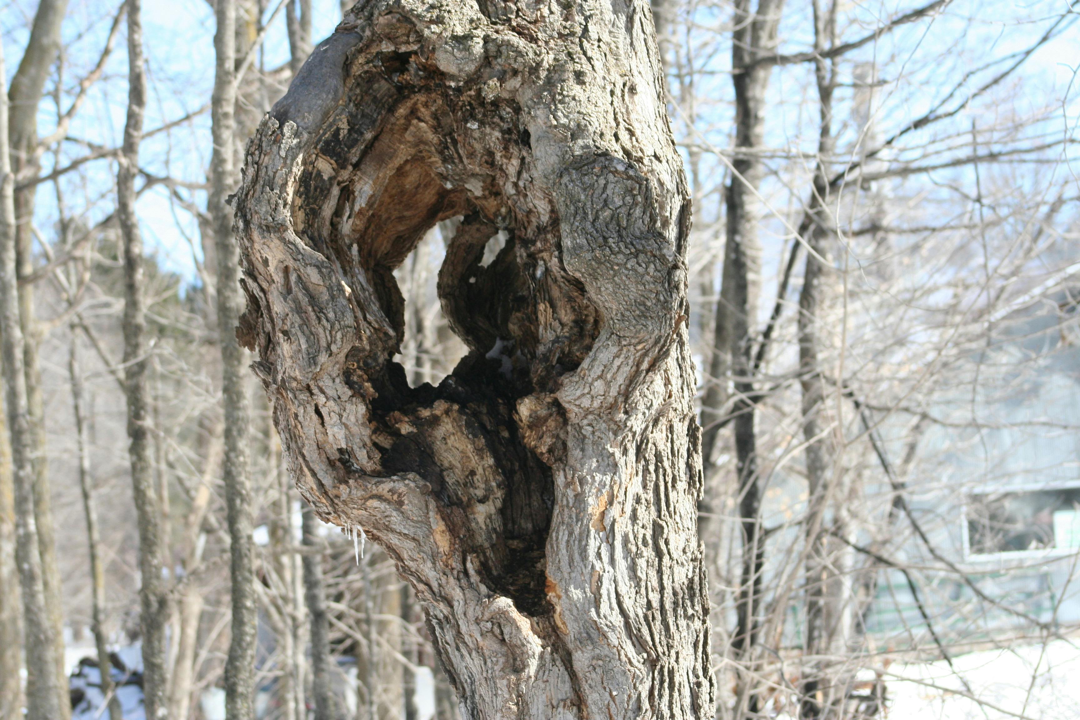 Free stock photo of hole in tree, knot hole, old tree