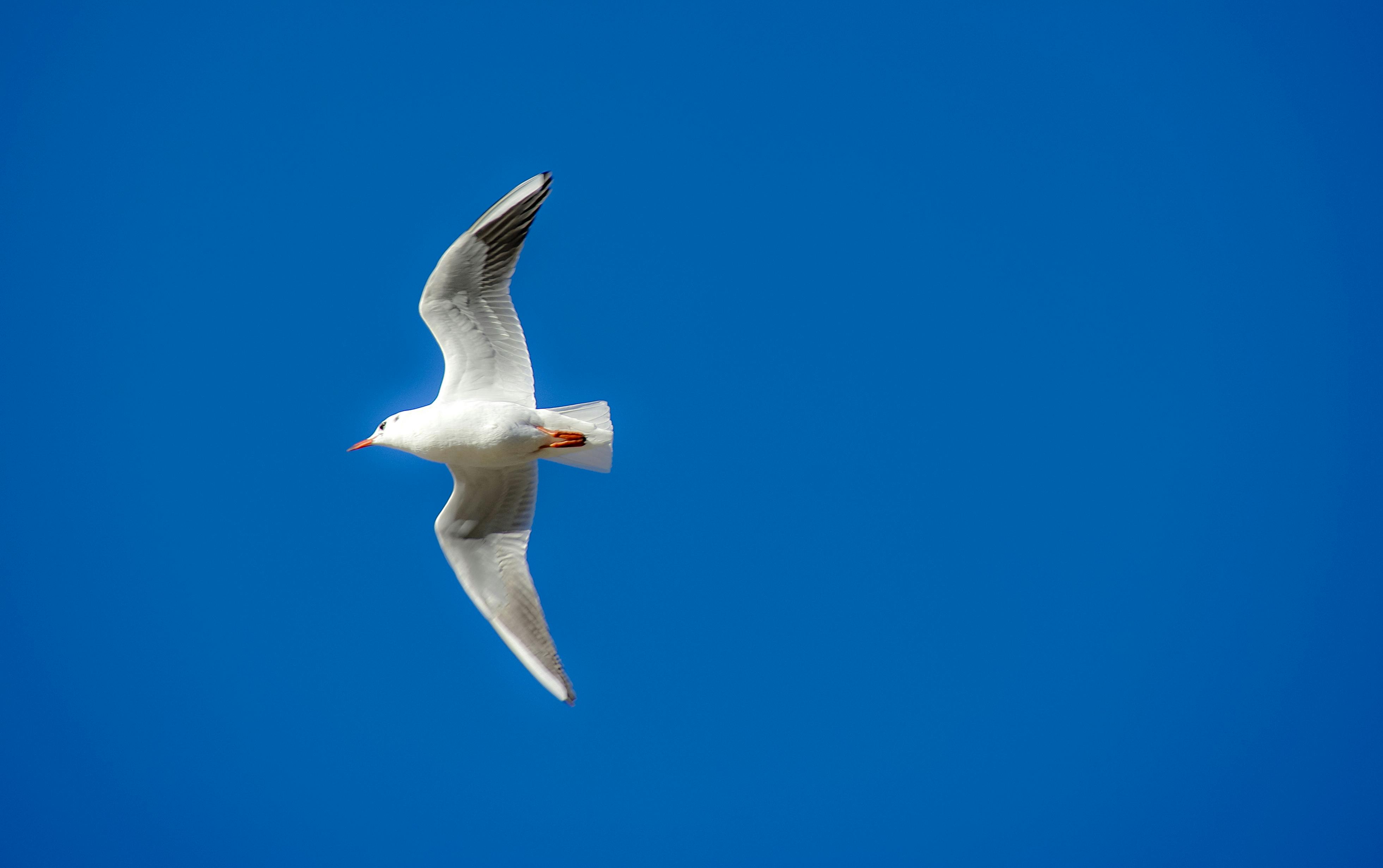 Bird Flying Under Blue Sky · Free Stock Photo
