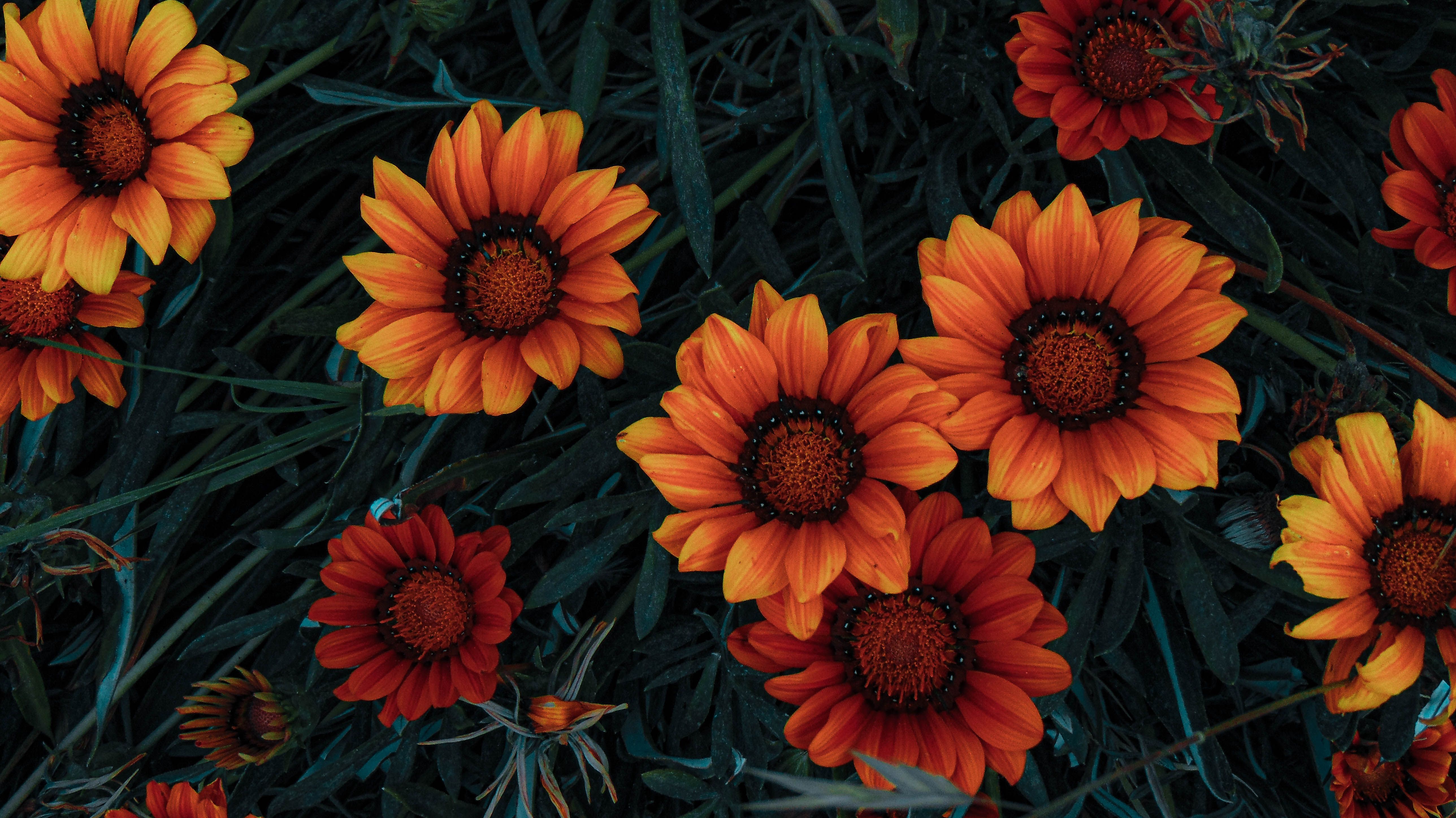 Plants with Red Flowers Climbing on the Wall · Free Stock Photo