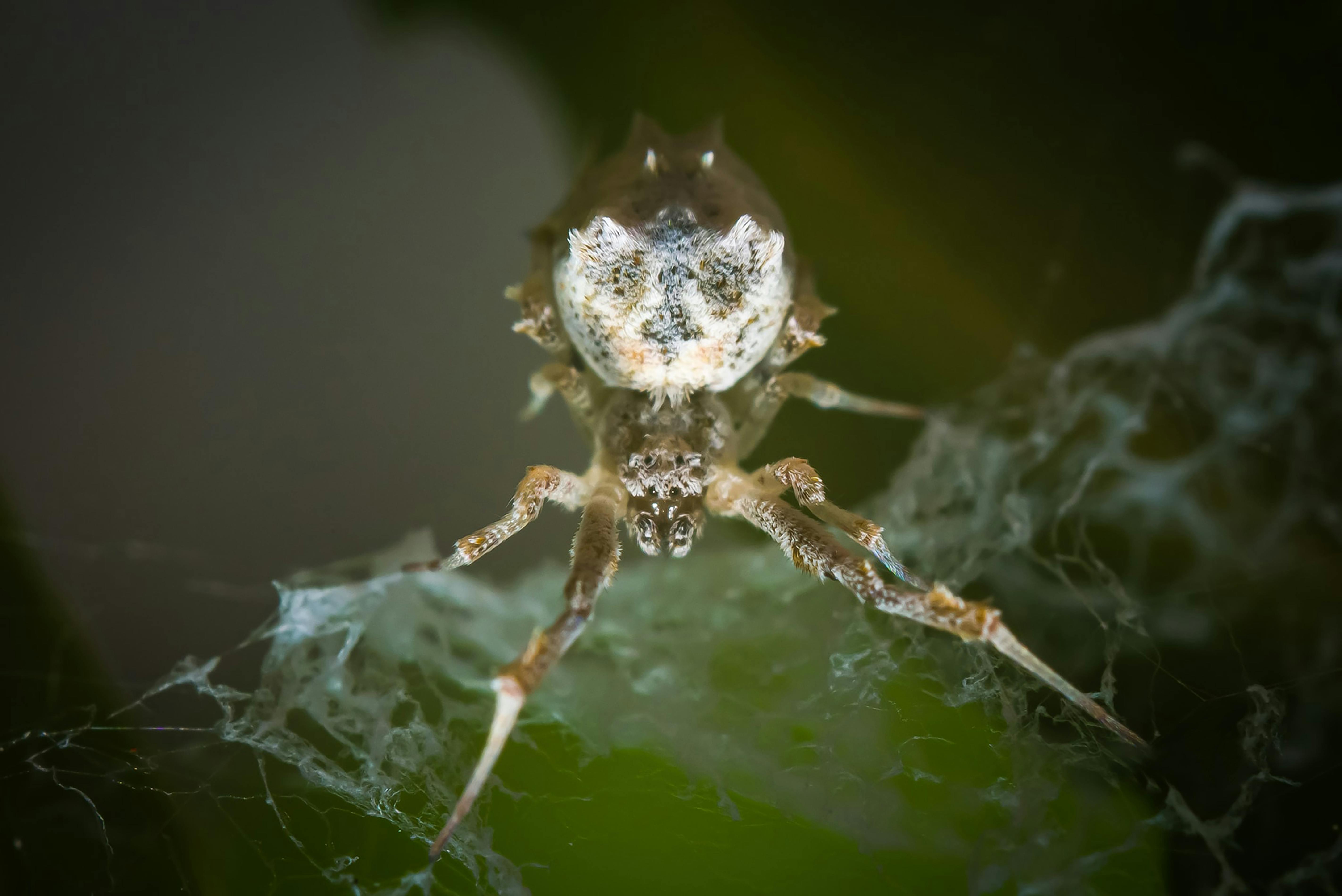 Hothouse Featherleg Spider (uloborus Plumipes) 6 Photos & Videos ...