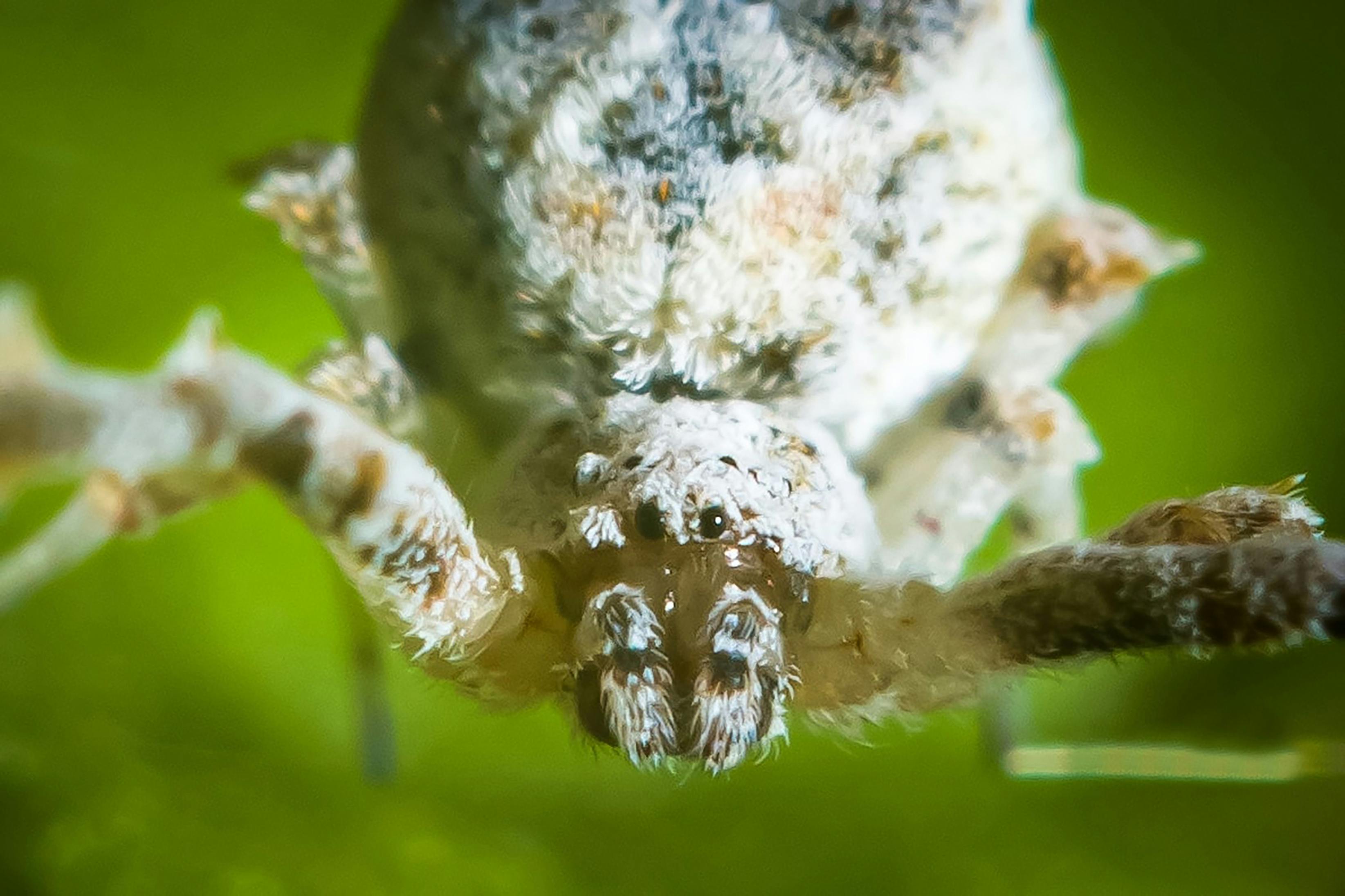 Hothouse Featherleg Spider (uloborus Plumipes) 6 Photos & Videos ...