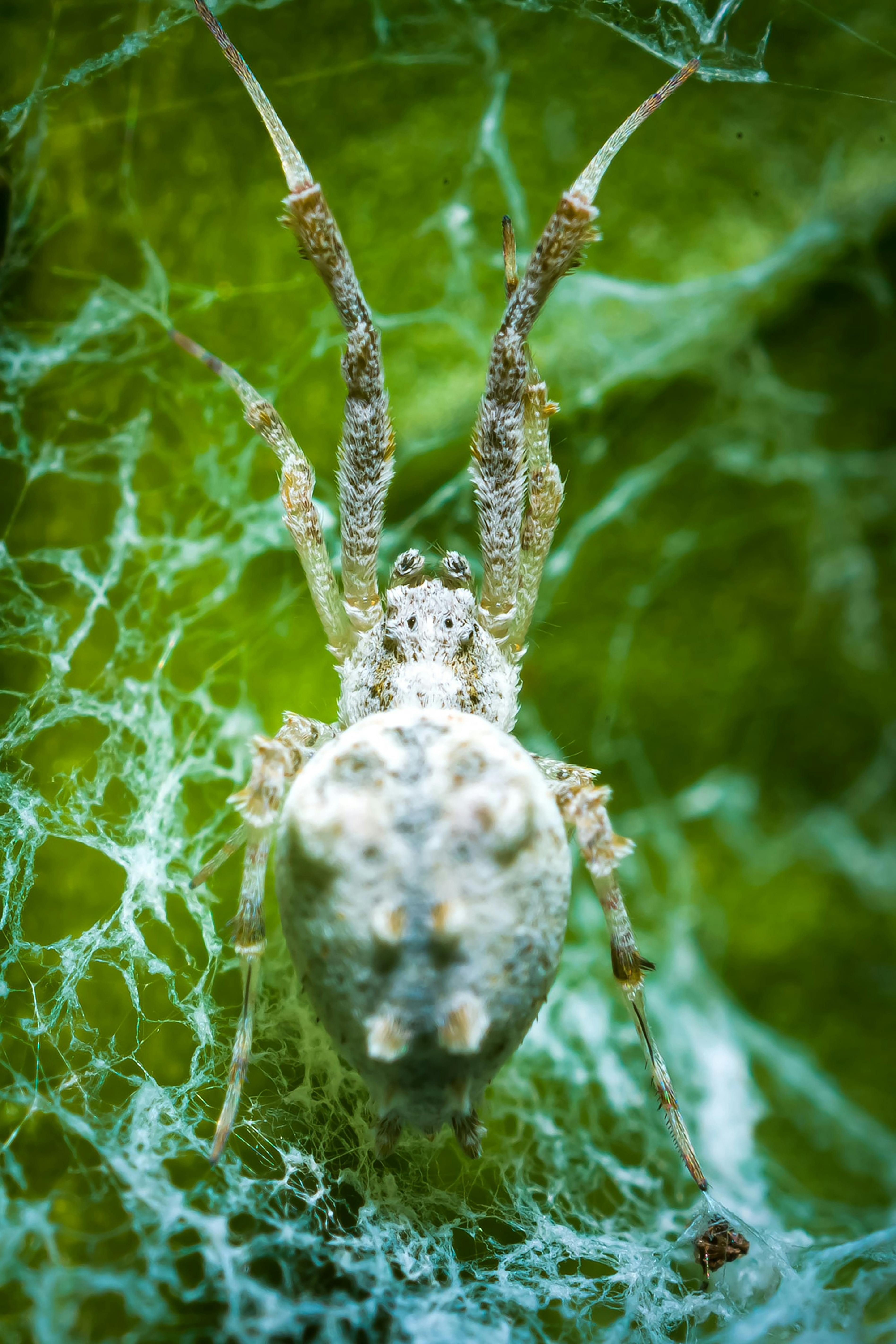 Hothouse Featherleg Spider (uloborus Plumipes) 6 Photos & Videos ...