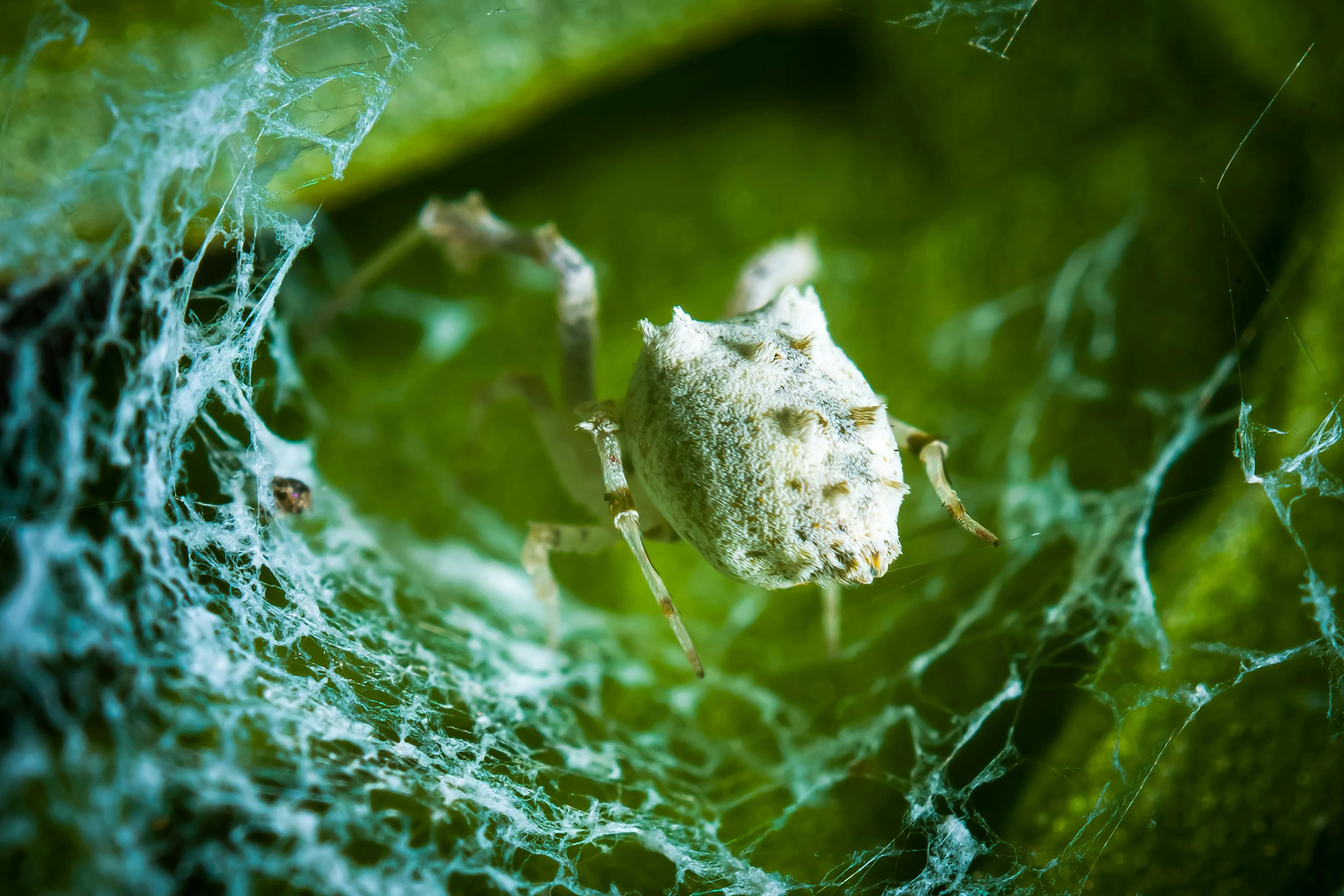 Hothouse Featherleg Spider (uloborus Plumipes) 6 Photos & Videos ...