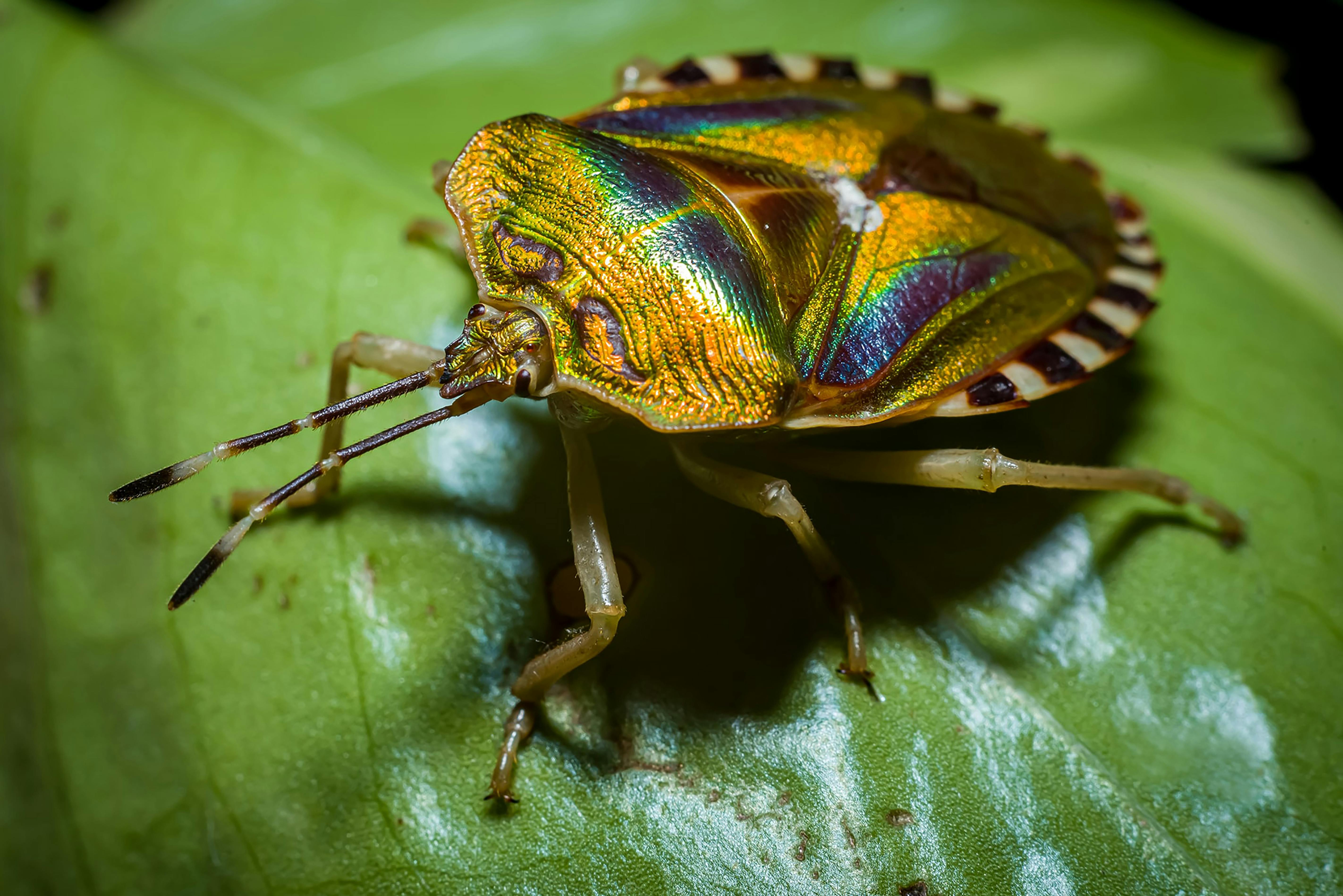 Close Up Shot of a Bug · Free Stock Photo