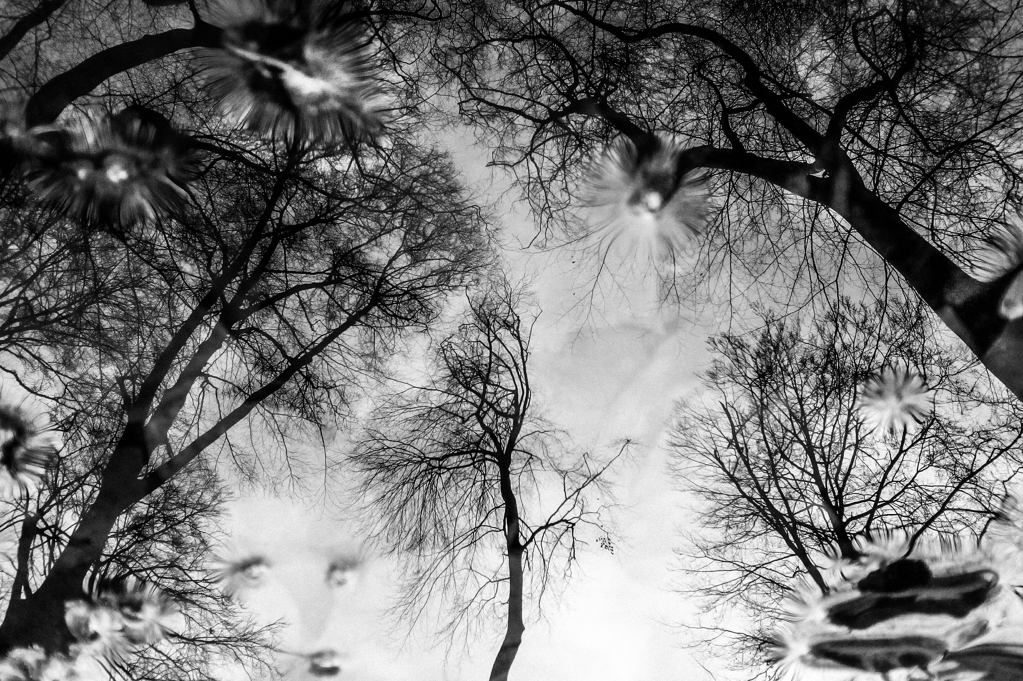 Grayscale Photo of Trees · Free Stock Photo