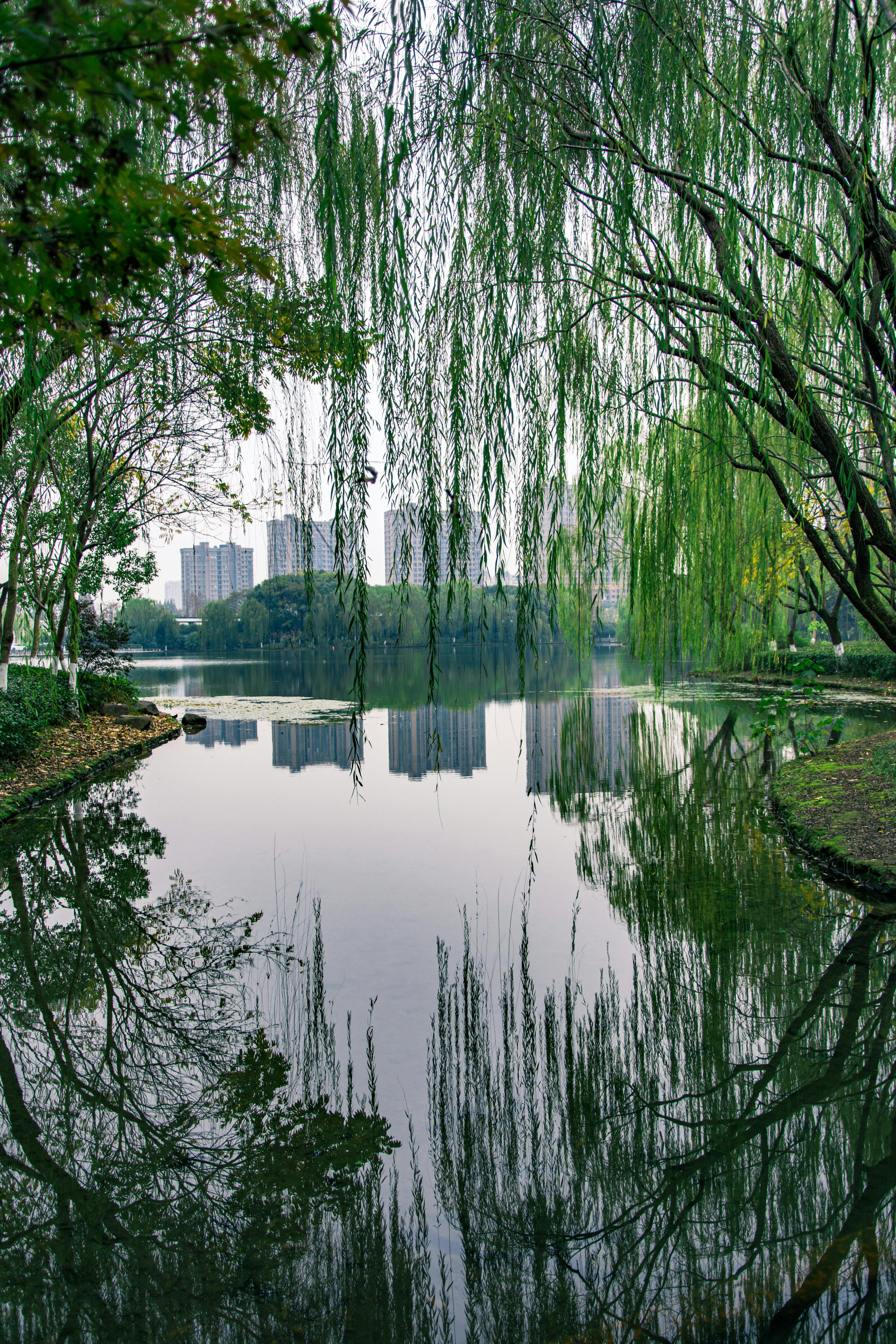 Green Trees Near the Lake · Free Stock Photo