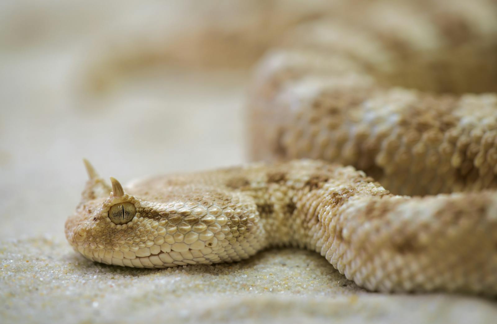 Snake Photos, Download The BEST Free Snake Stock Photos & HD Images