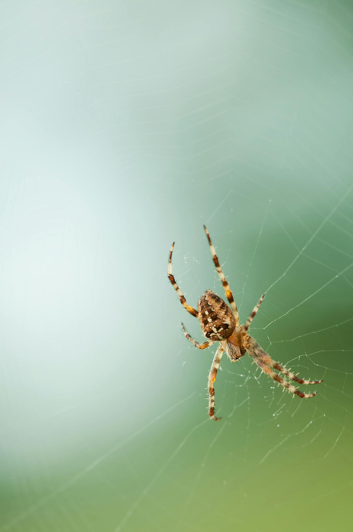 Spider Spinning Web Photos, Download The BEST Free Spider Spinning Web ...
