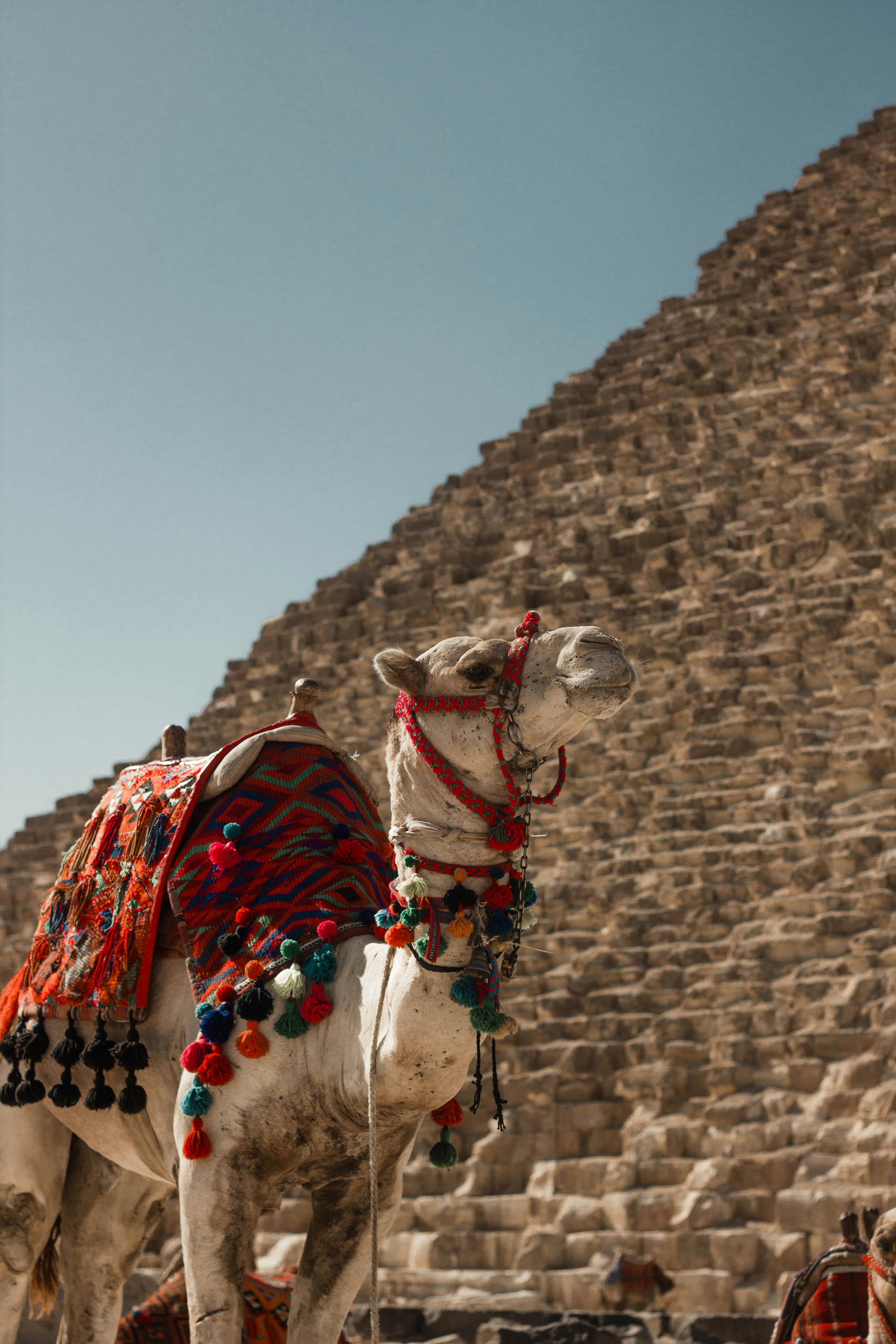 Camel with Decorated, Handmade Harness and Saddle · Free Stock Photo