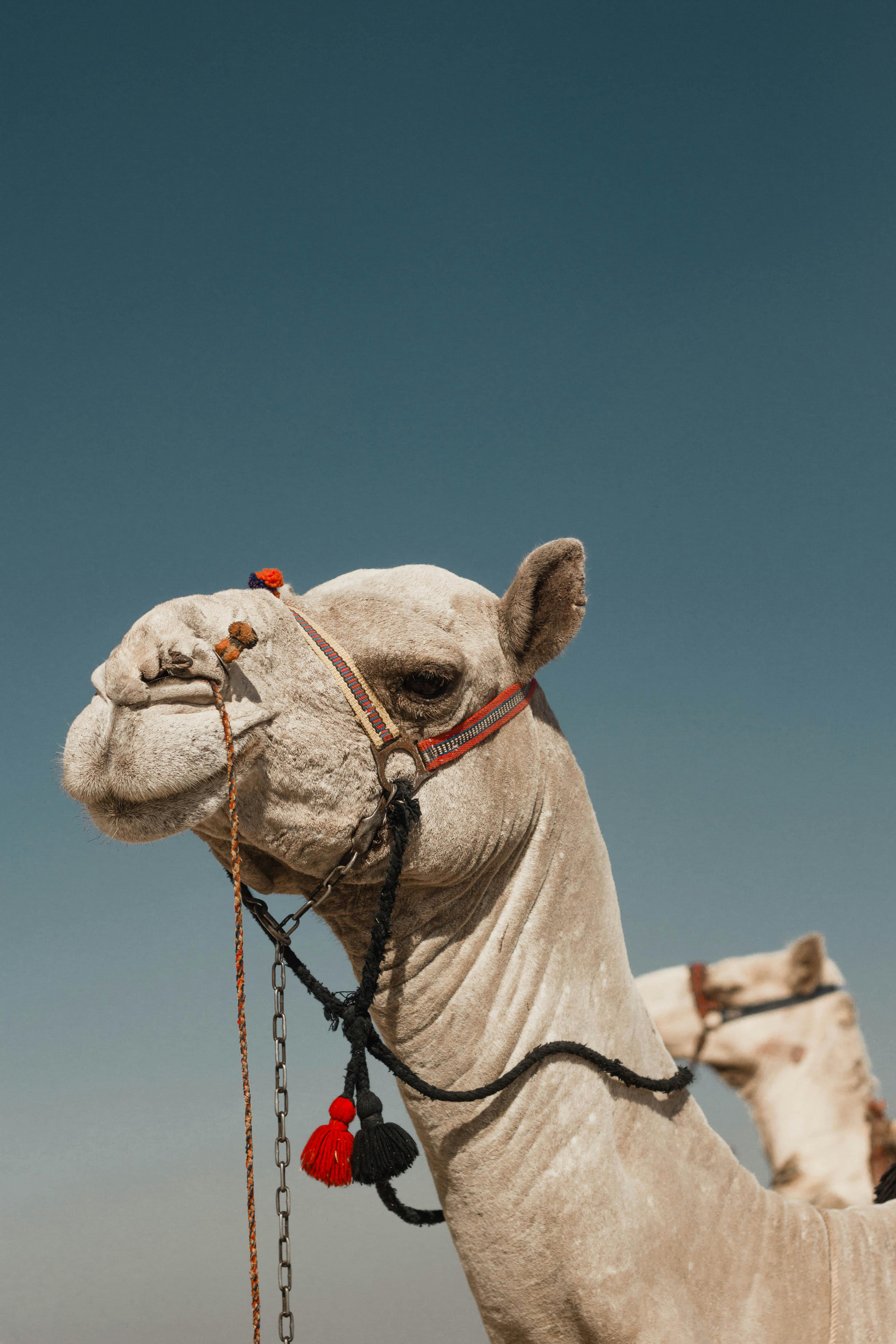 A Brown Camel · Free Stock Photo