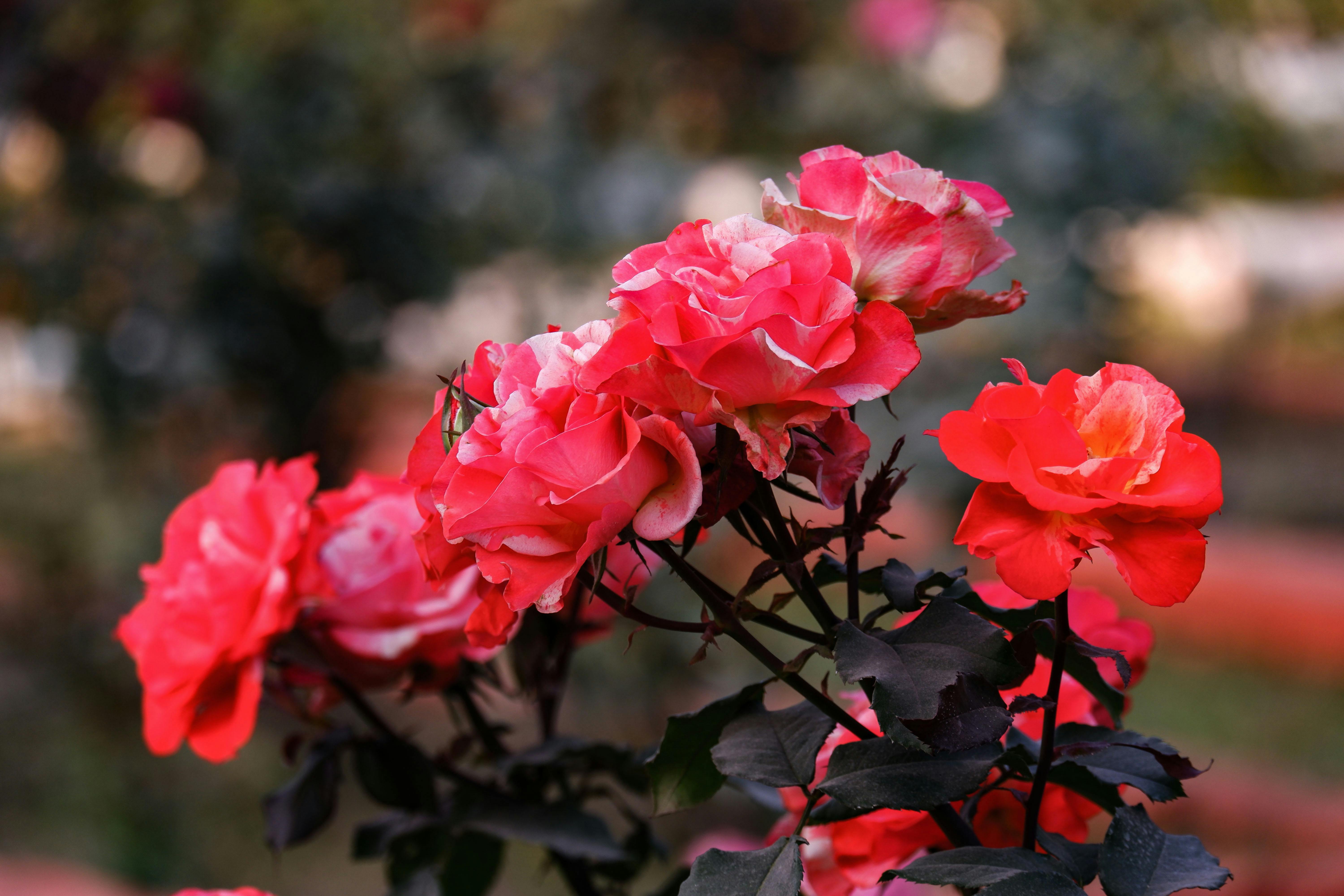A Cluster of Beautiful Red Flowers in Bloom · Free Stock Photo