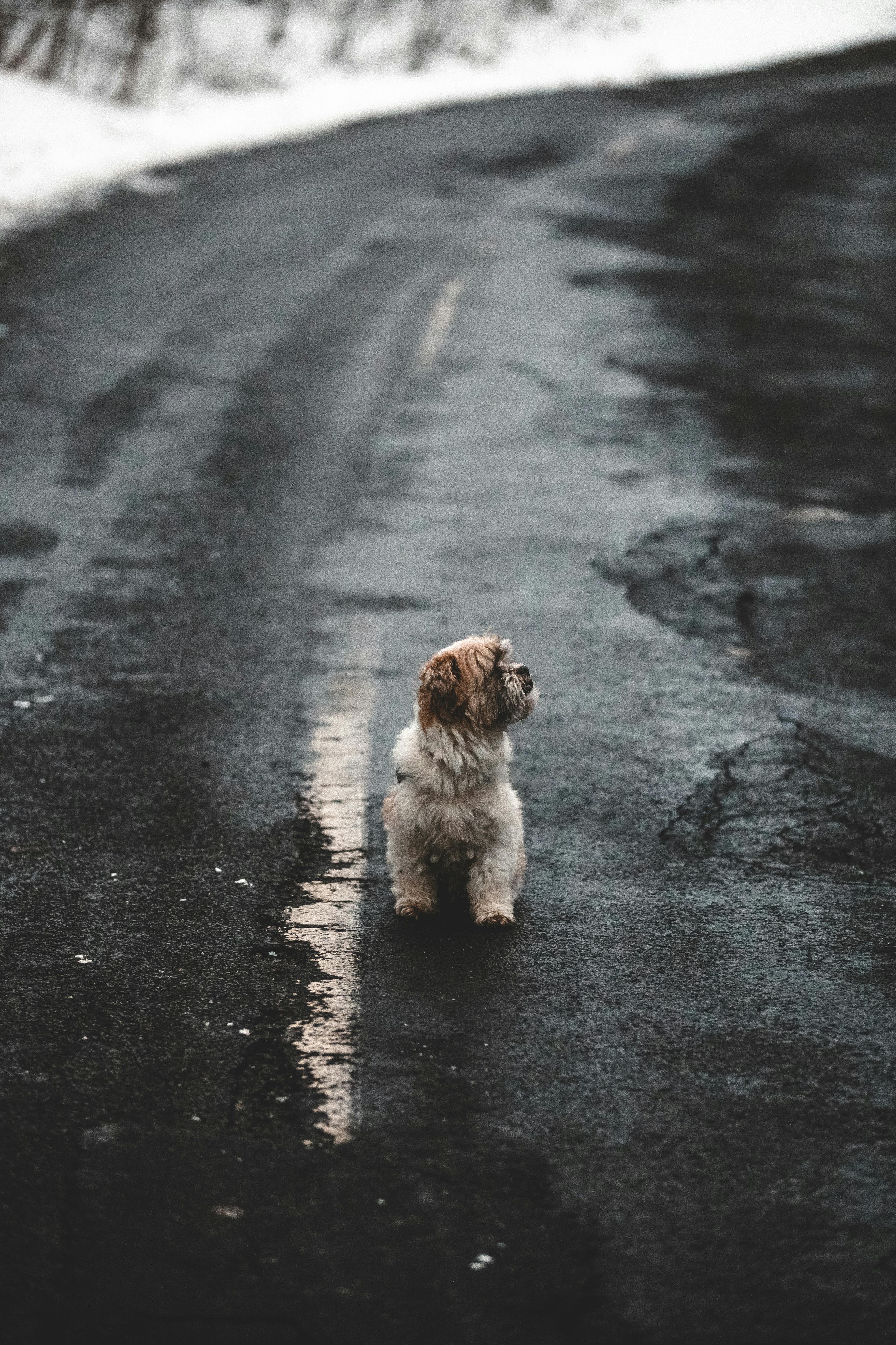 A Dog Standing on a Paved Road · Free Stock Photo