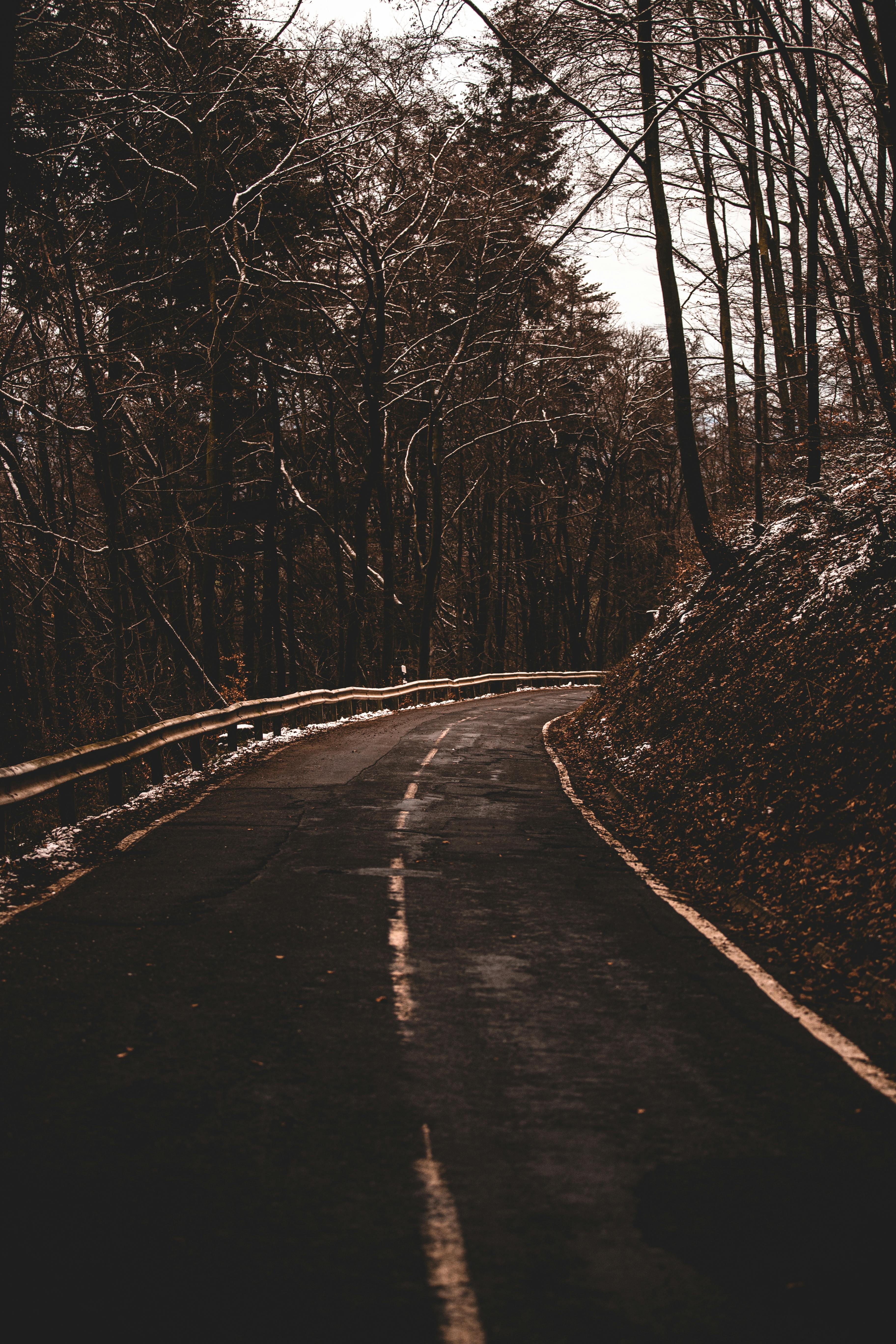 An Empty Forest Road · Free Stock Photo
