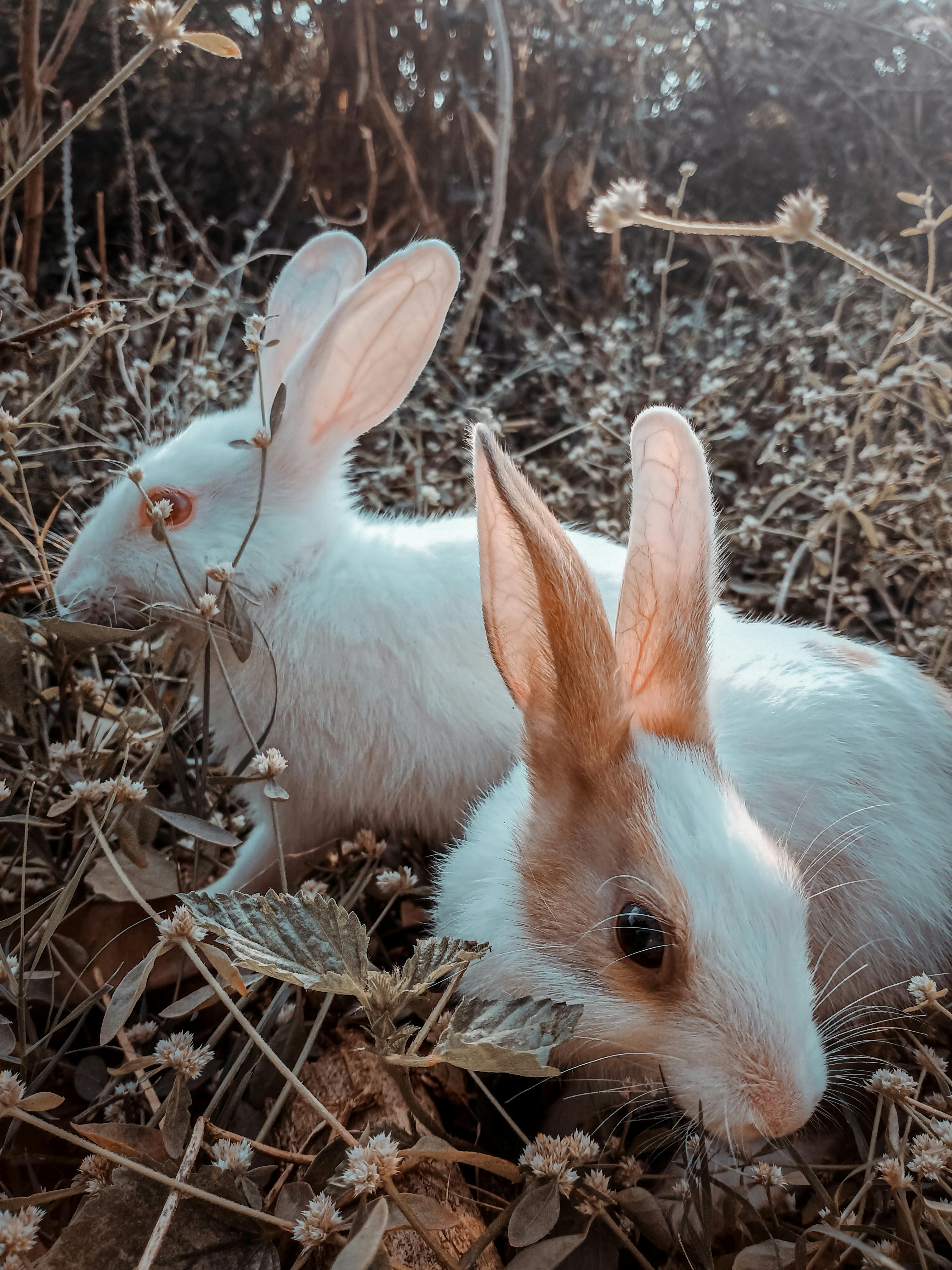 Cute Rabbits Photos, Download The BEST Free Cute Rabbits Stock Photos ...