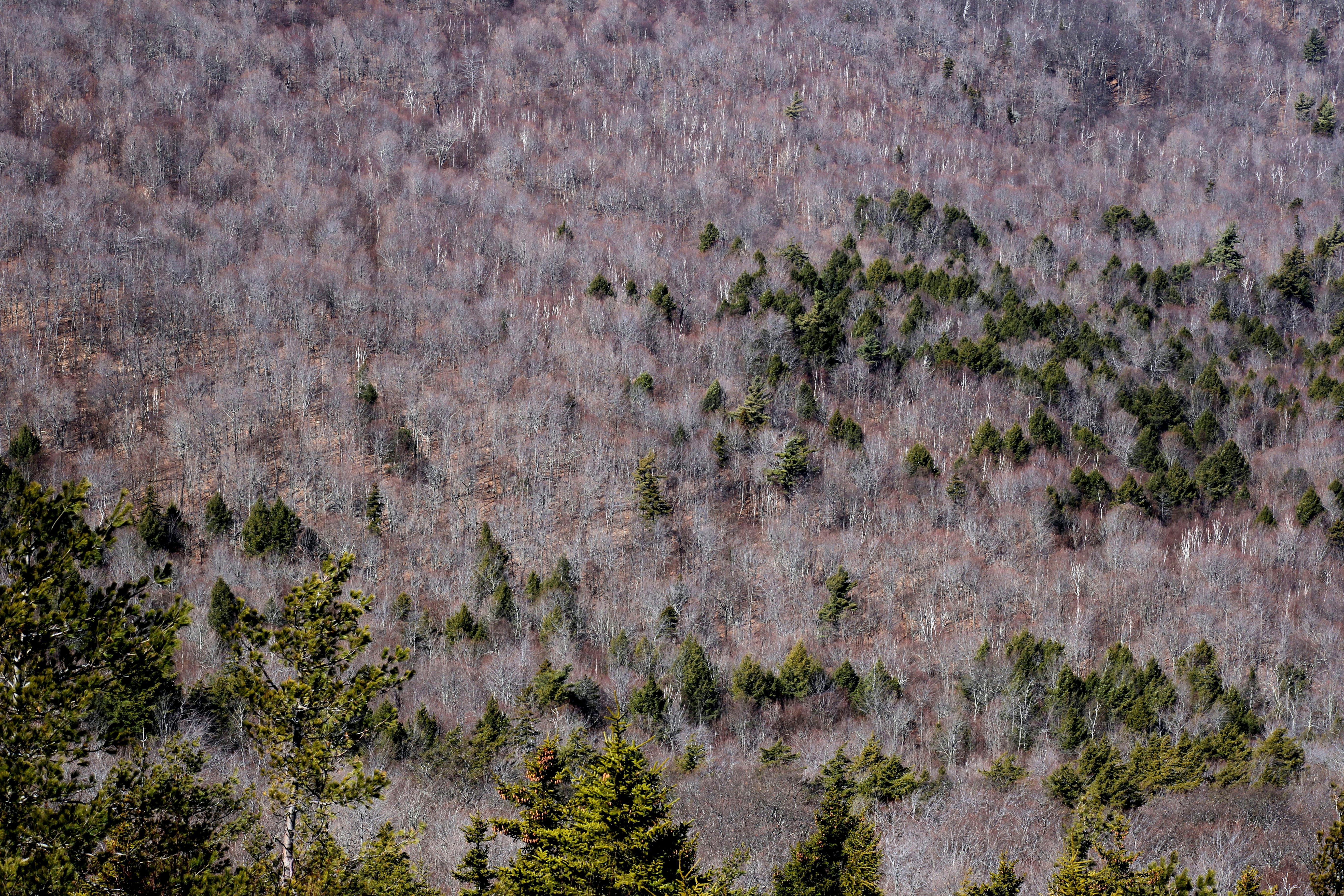 High-angle Photography of Trees · Free Stock Photo