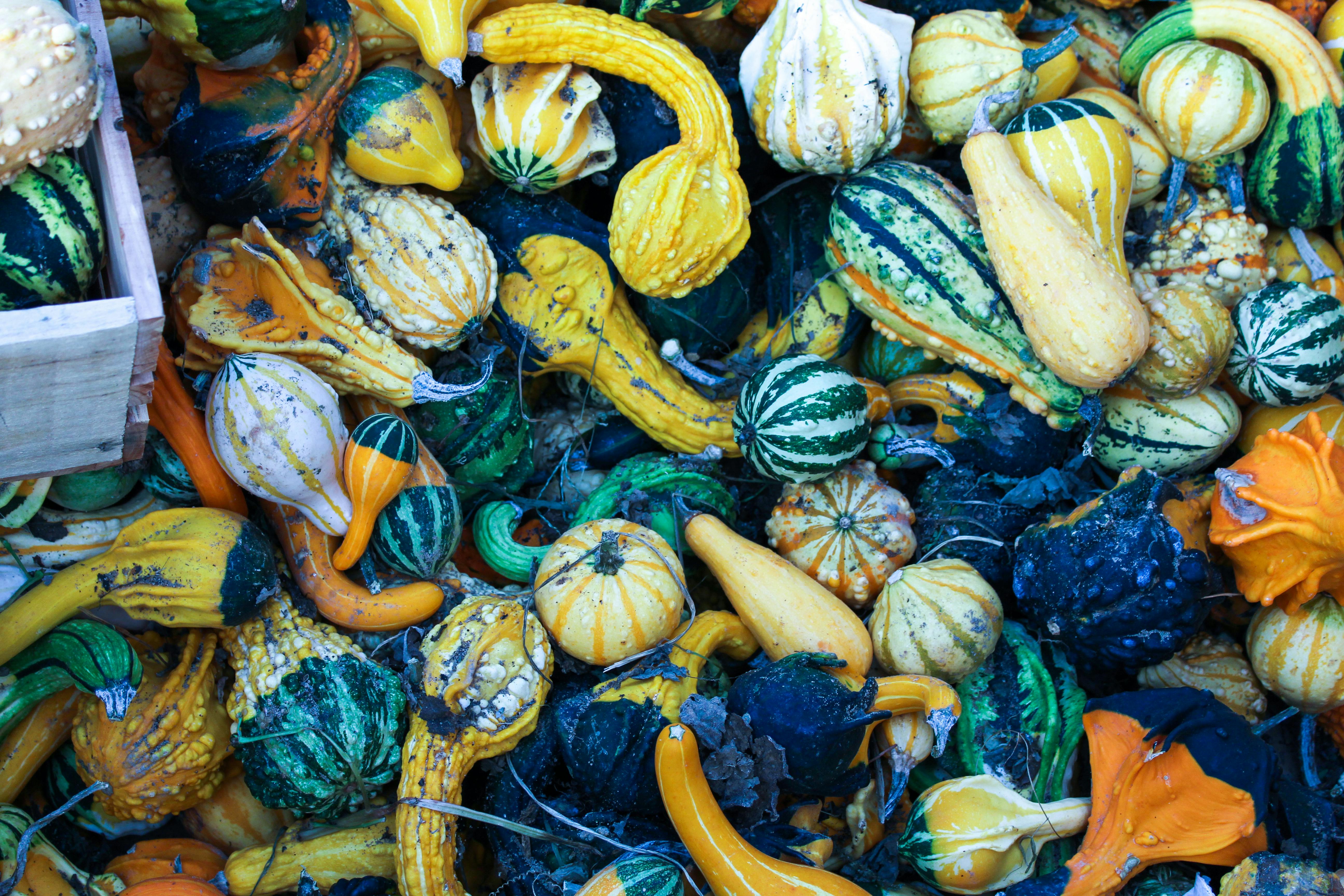 Free stock photo of background, colorful, gourd