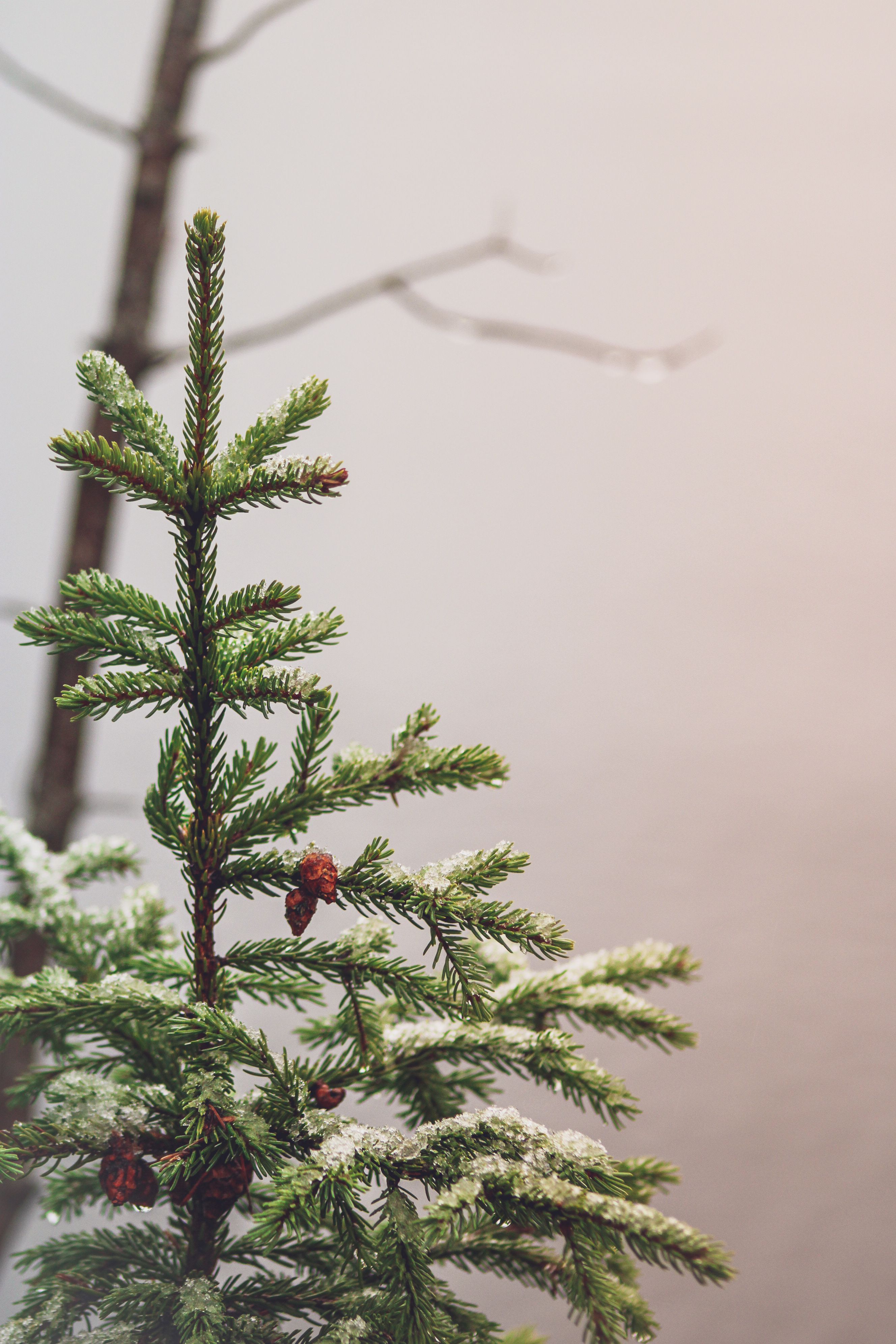 Close Up of Conifer Branch · Free Stock Photo
