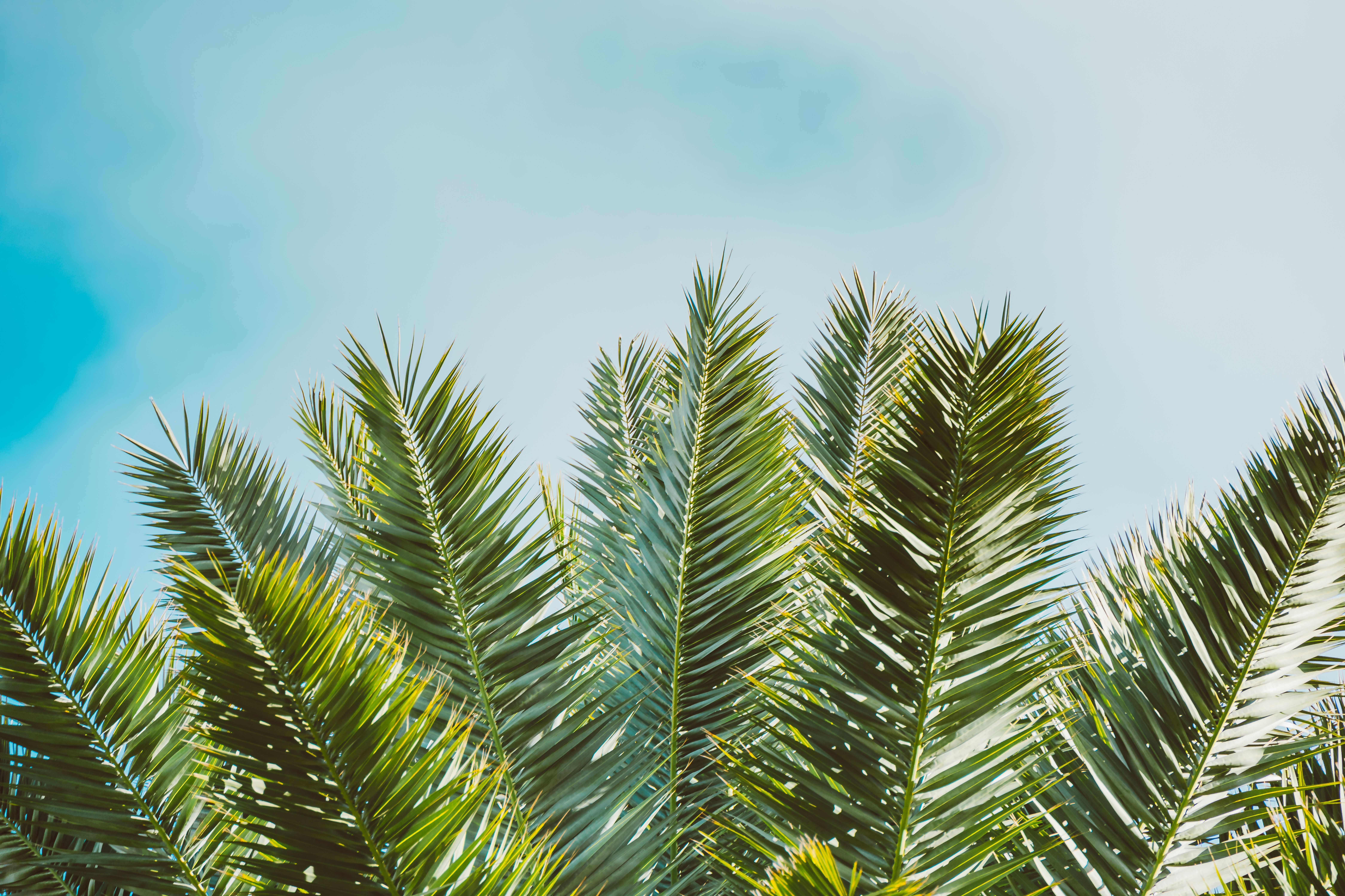 Close-Up Shot of Palm Leaves · Free Stock Photo