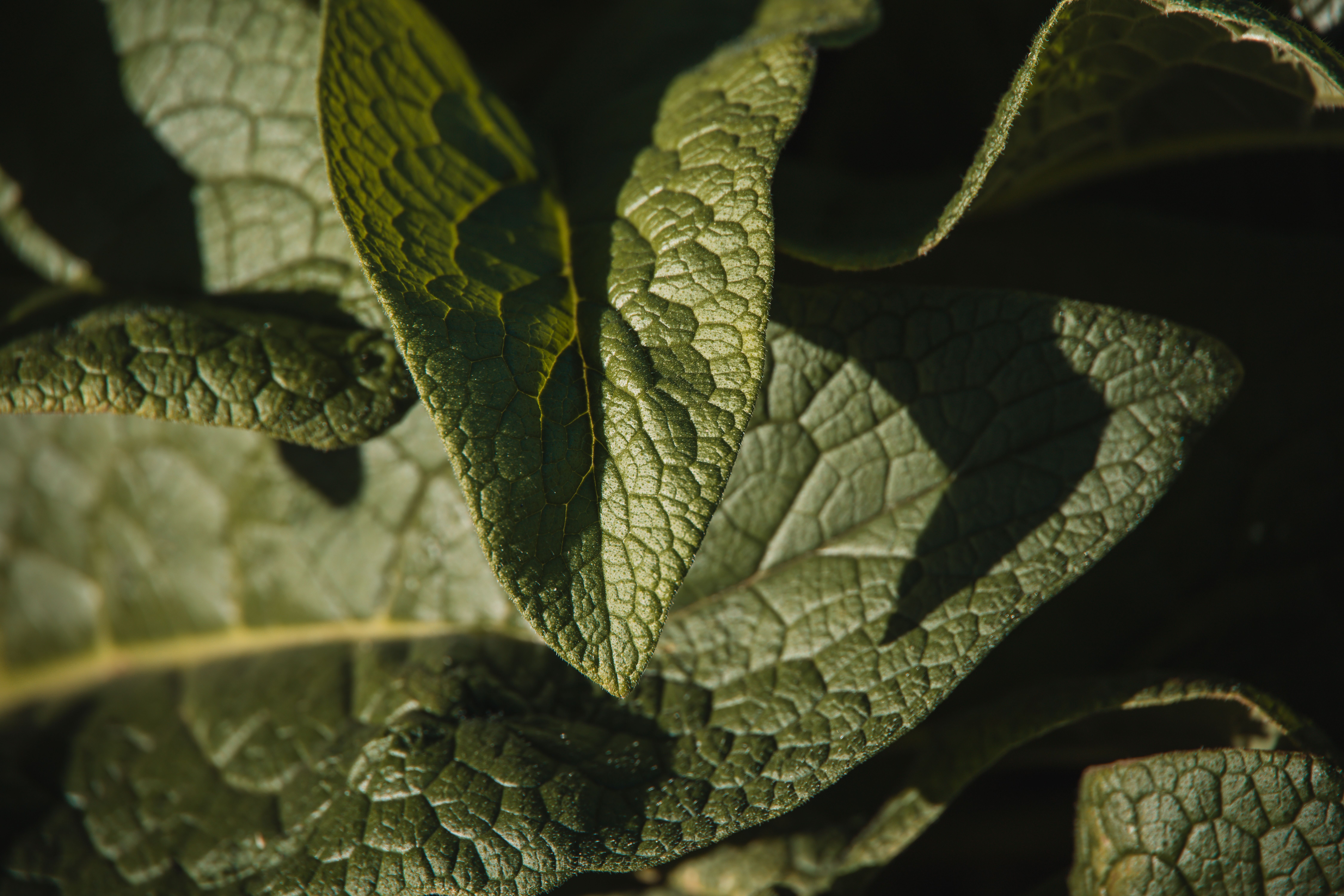 Close-up View of Leaves Texture · Free Stock Photo