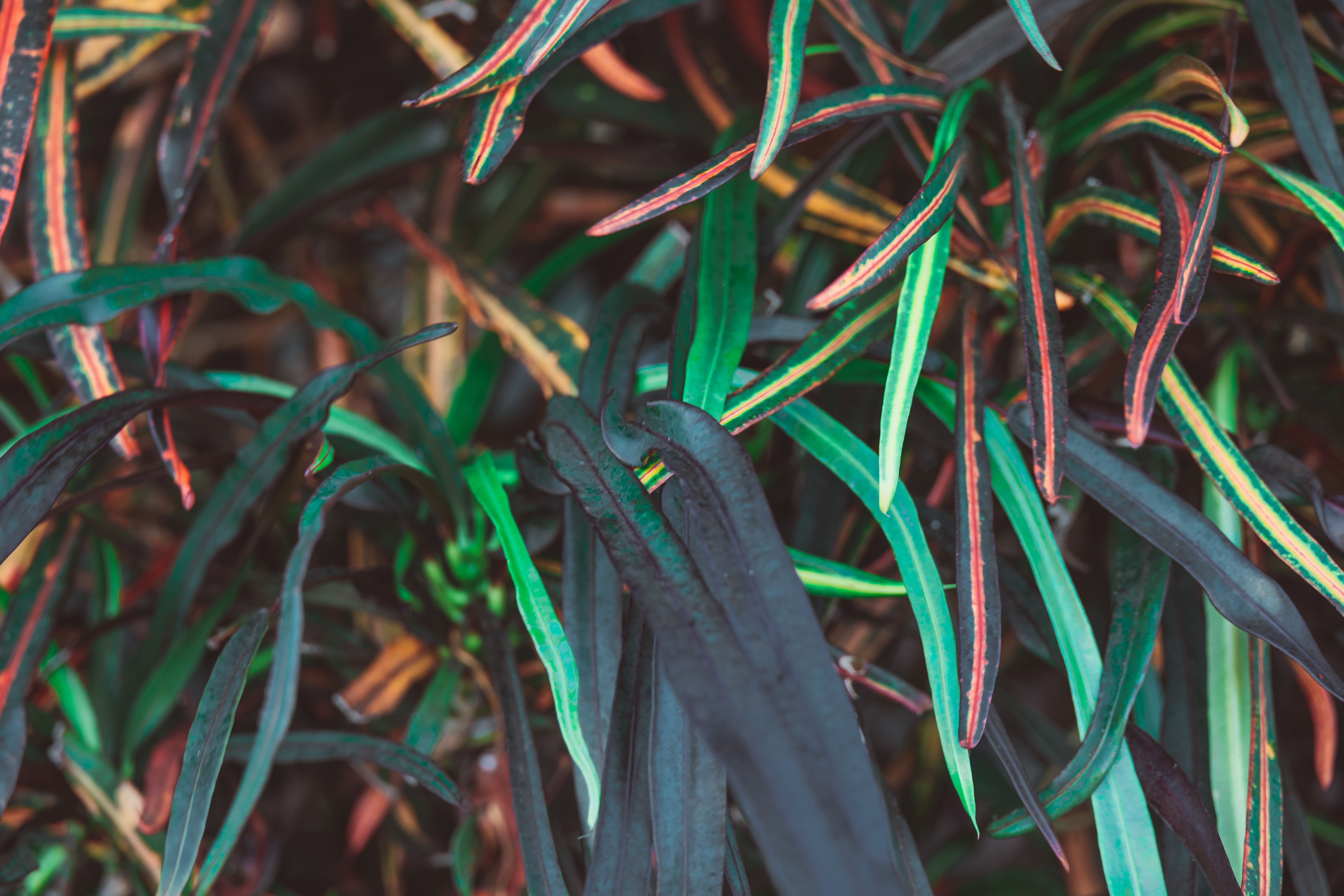 Plant Foliage Photos, Download The BEST Free Plant Foliage Stock Photos ...