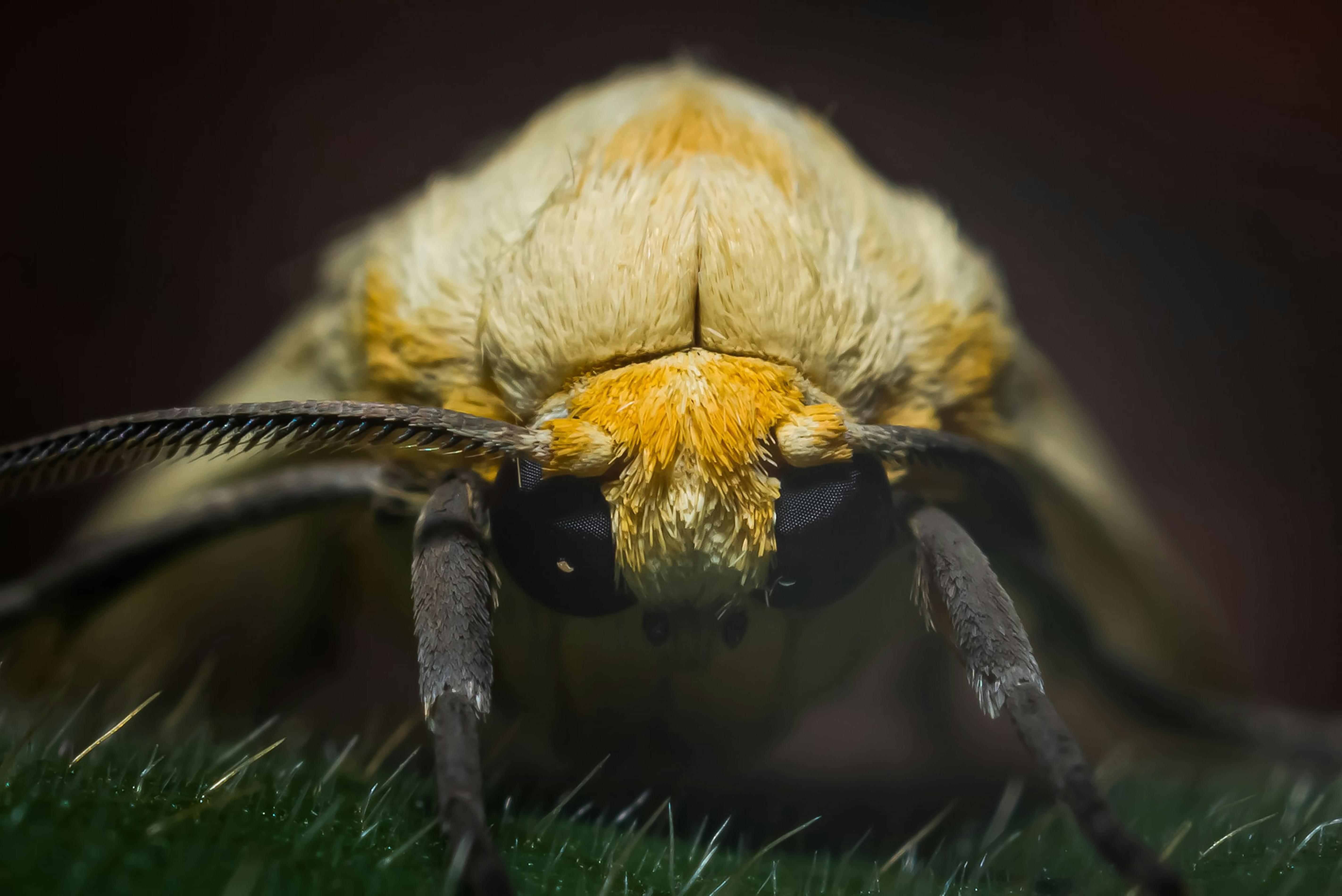 Extreme Close up of a Moth · Free Stock Photo