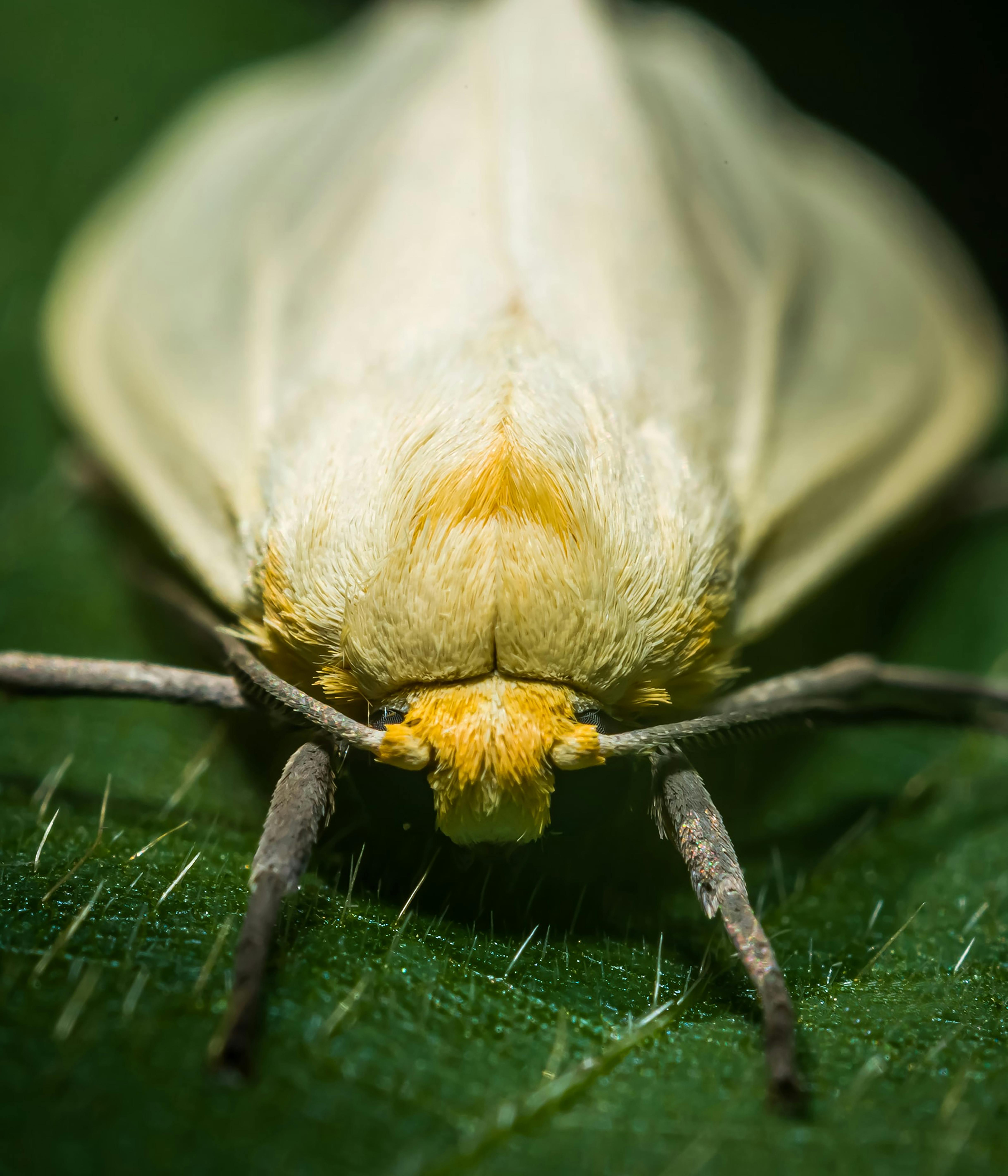 Close up of a Moth on a Leaf · Free Stock Photo