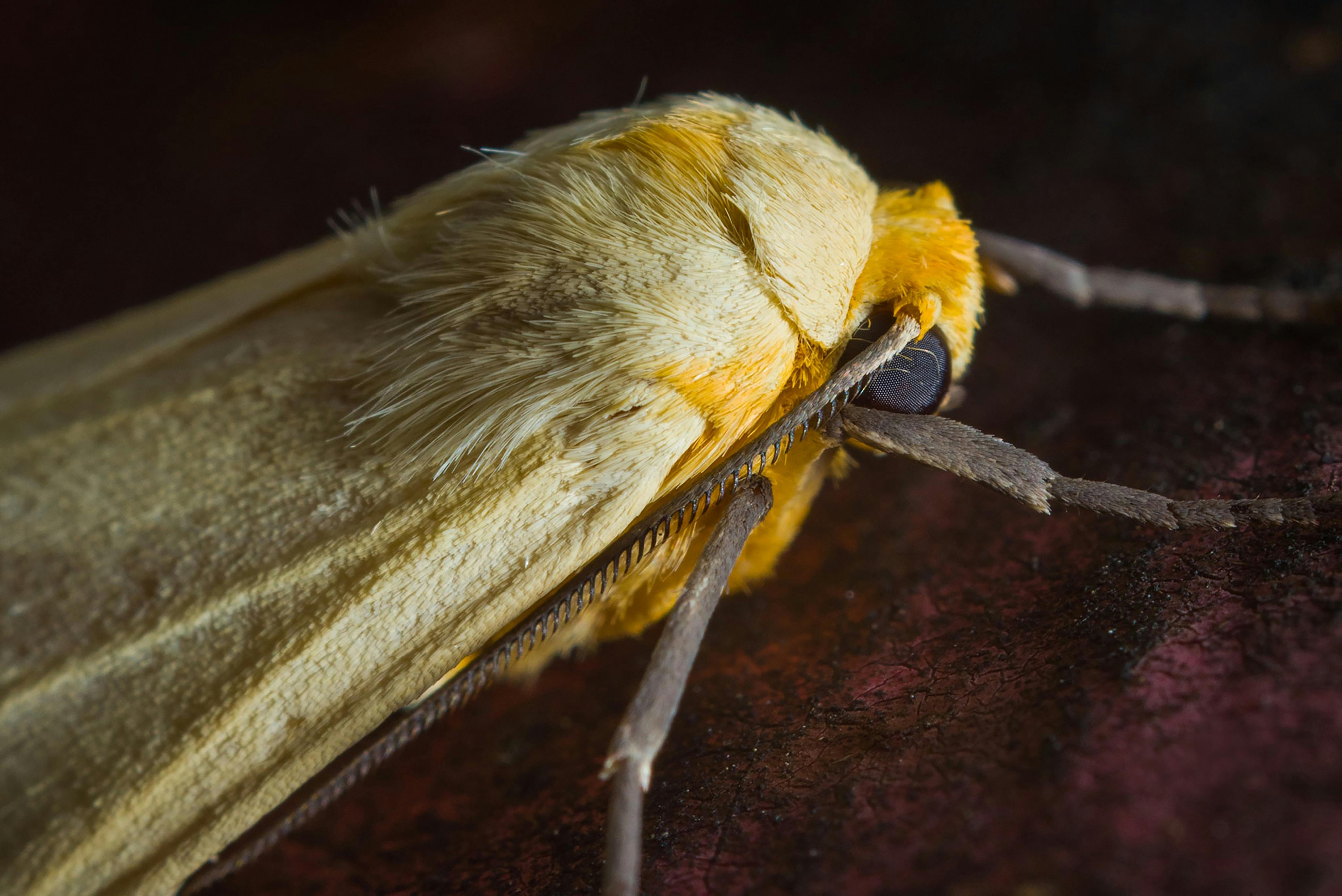 Moth (eilema) 6 Photos & Videos Collected by Macro Photography