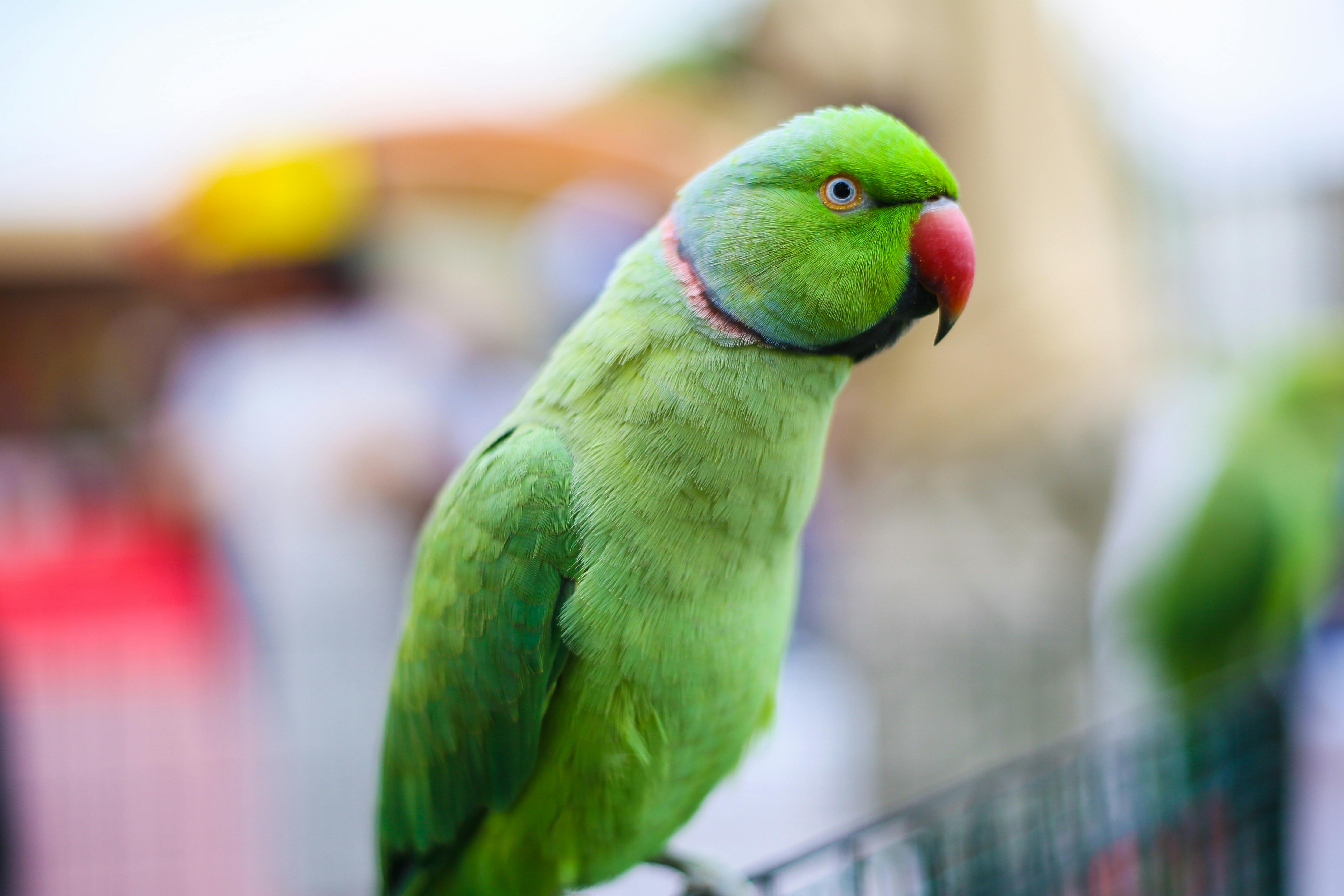 Close-Up Shot of Parrots · Free Stock Photo