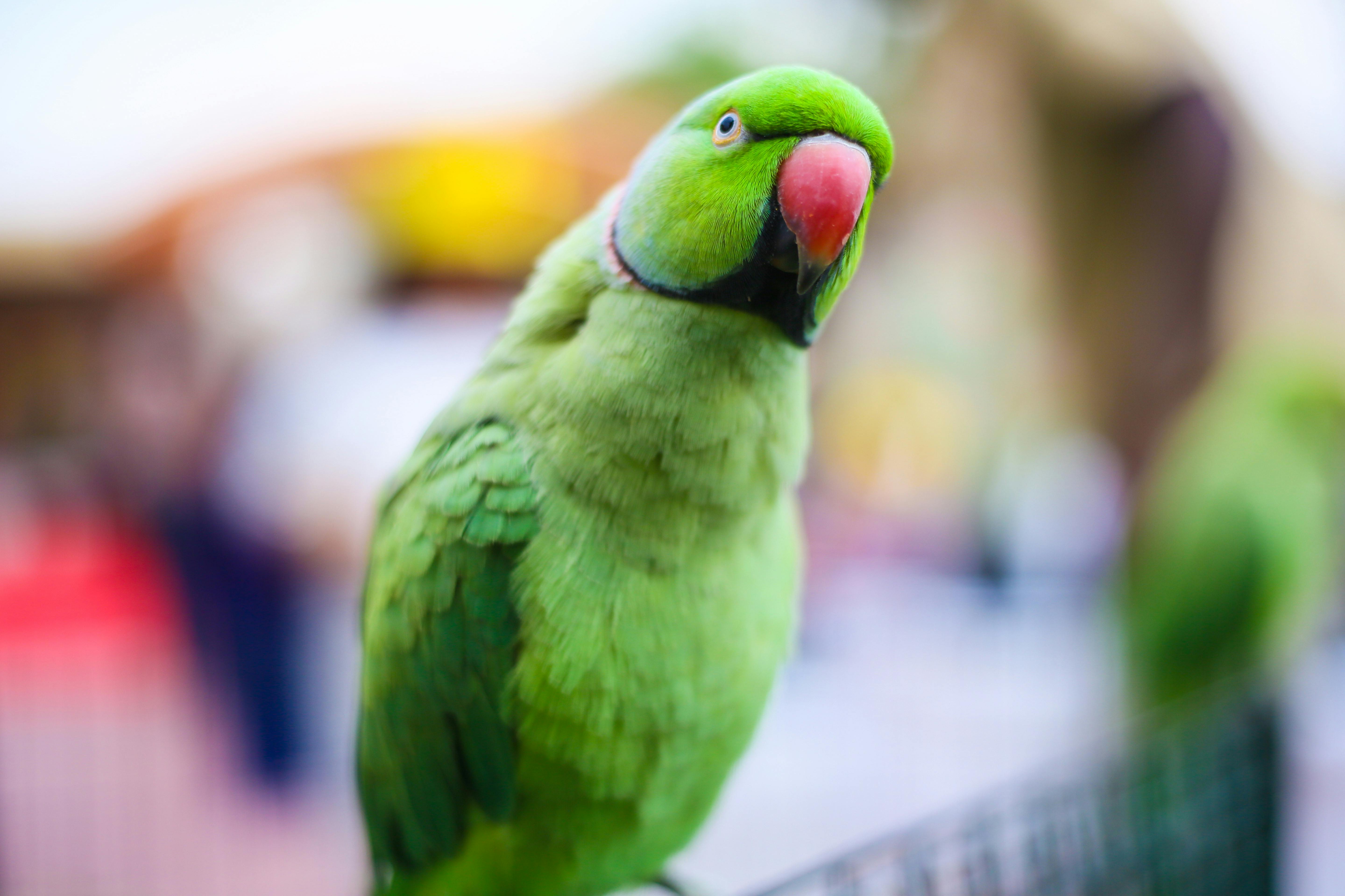 Close-Up Photo of a Wet Parakeet · Free Stock Photo