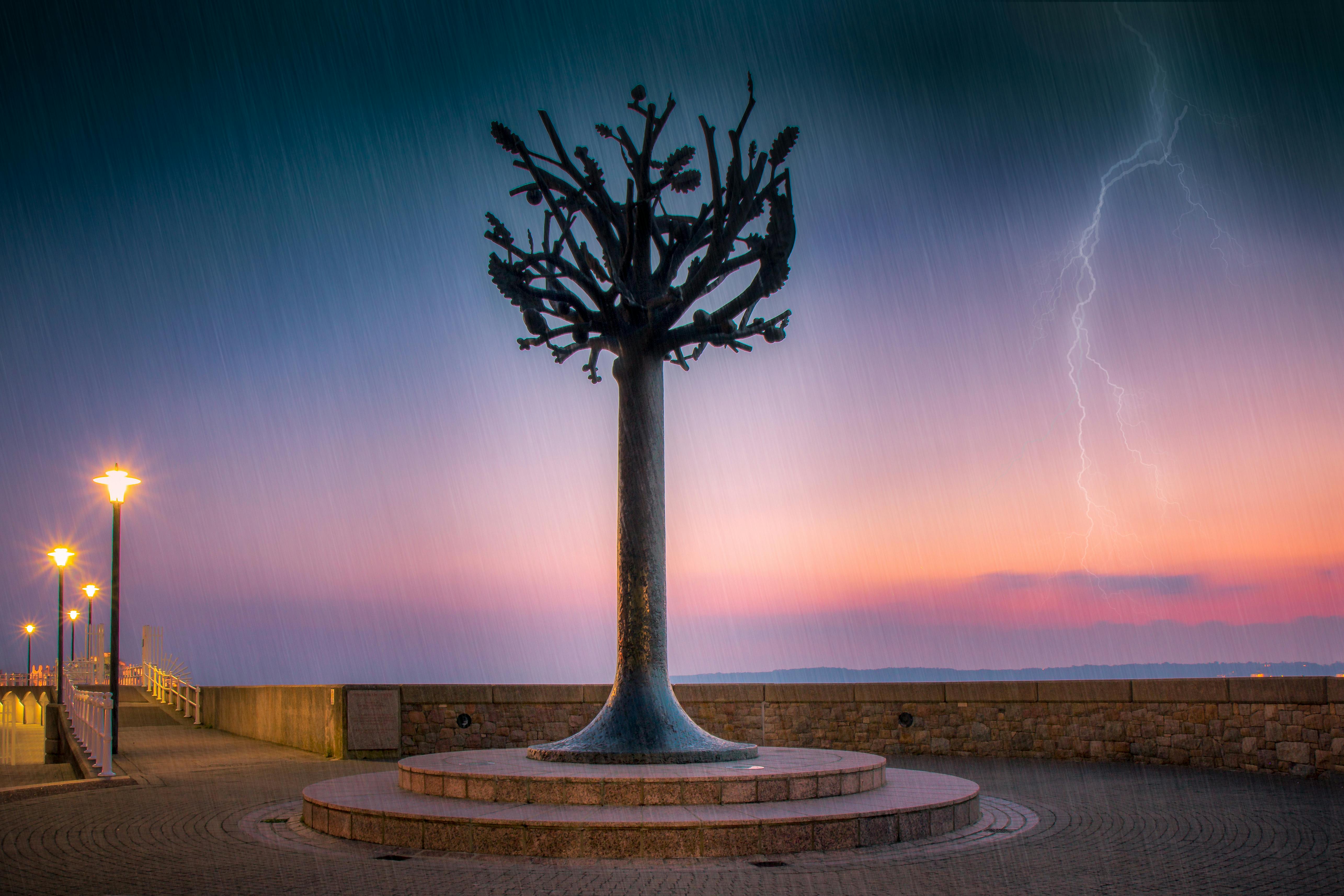 Thunder Tree Photos, Download The BEST Free Thunder Tree Stock Photos ...