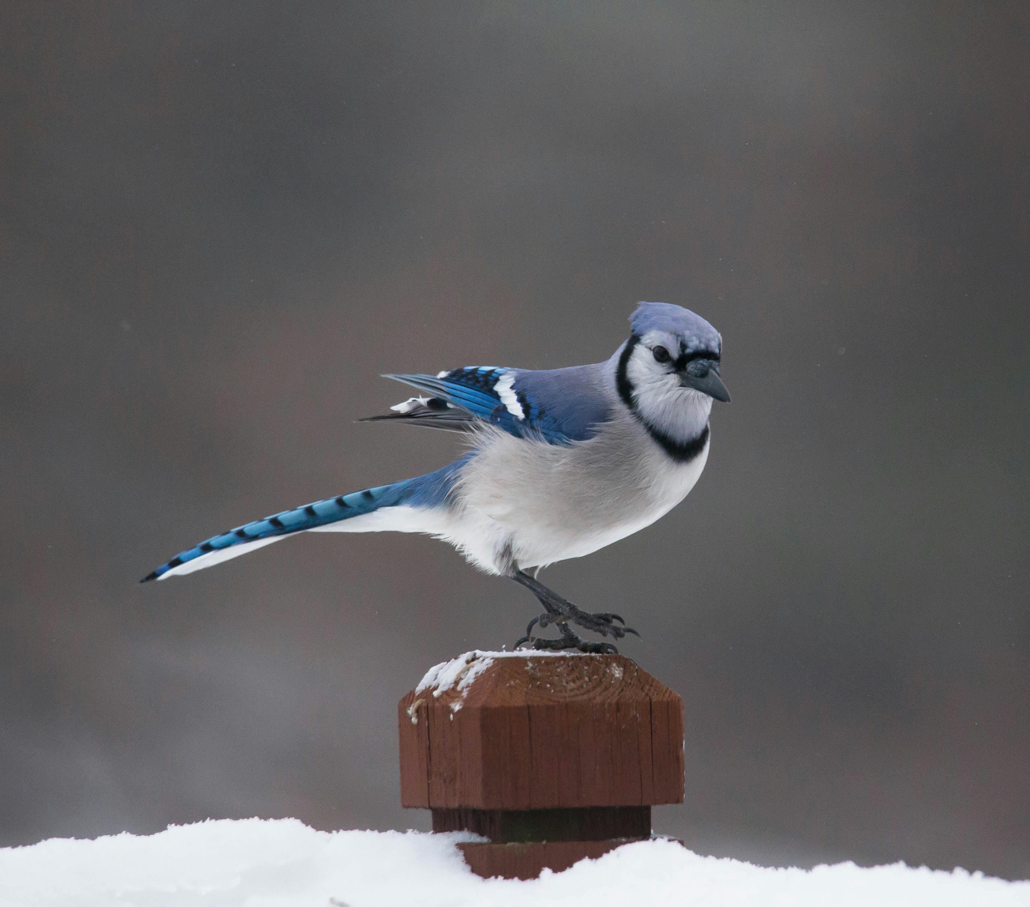 Blue Jay Photos, Download The BEST Free Blue Jay Stock Photos & HD Images