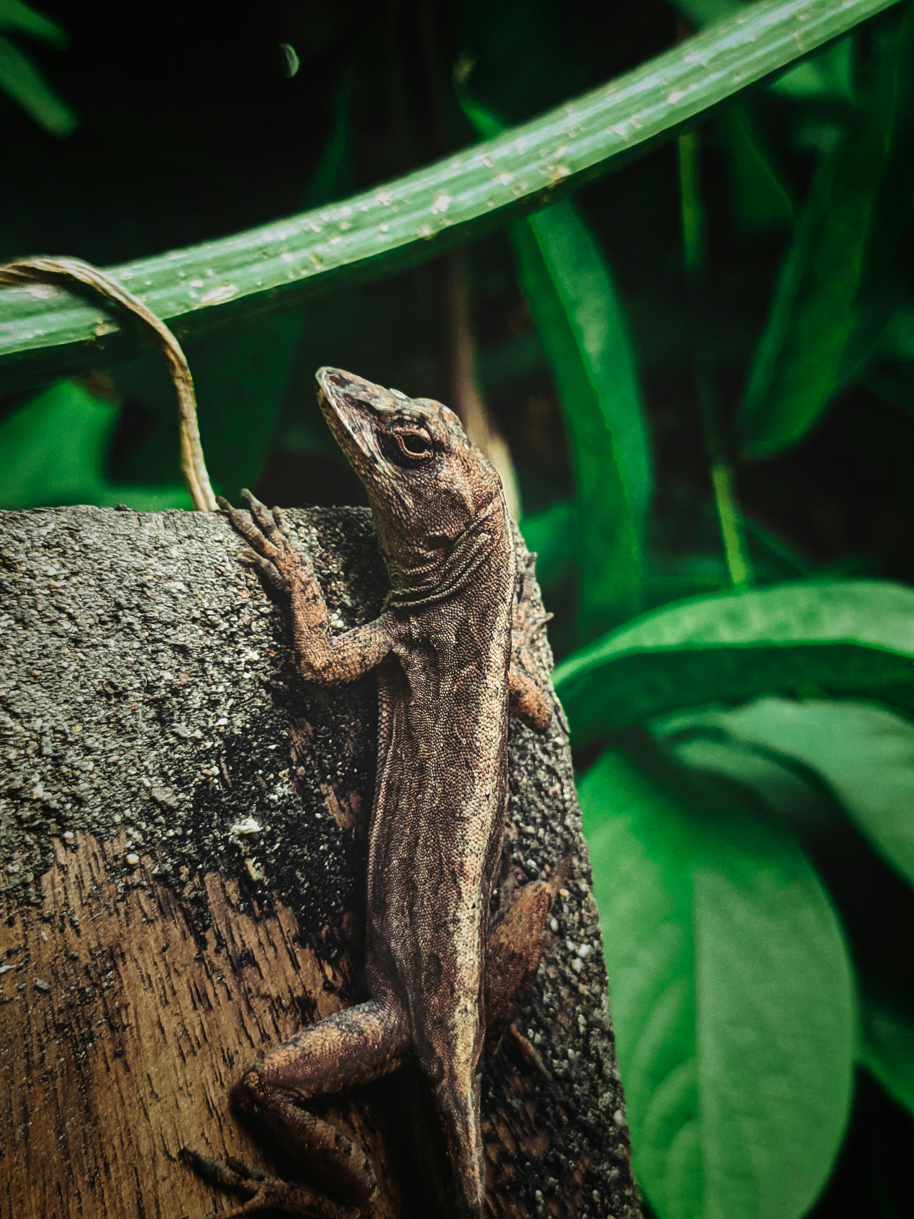 Brown Lizard on Brown Tree Trunk · Free Stock Photo