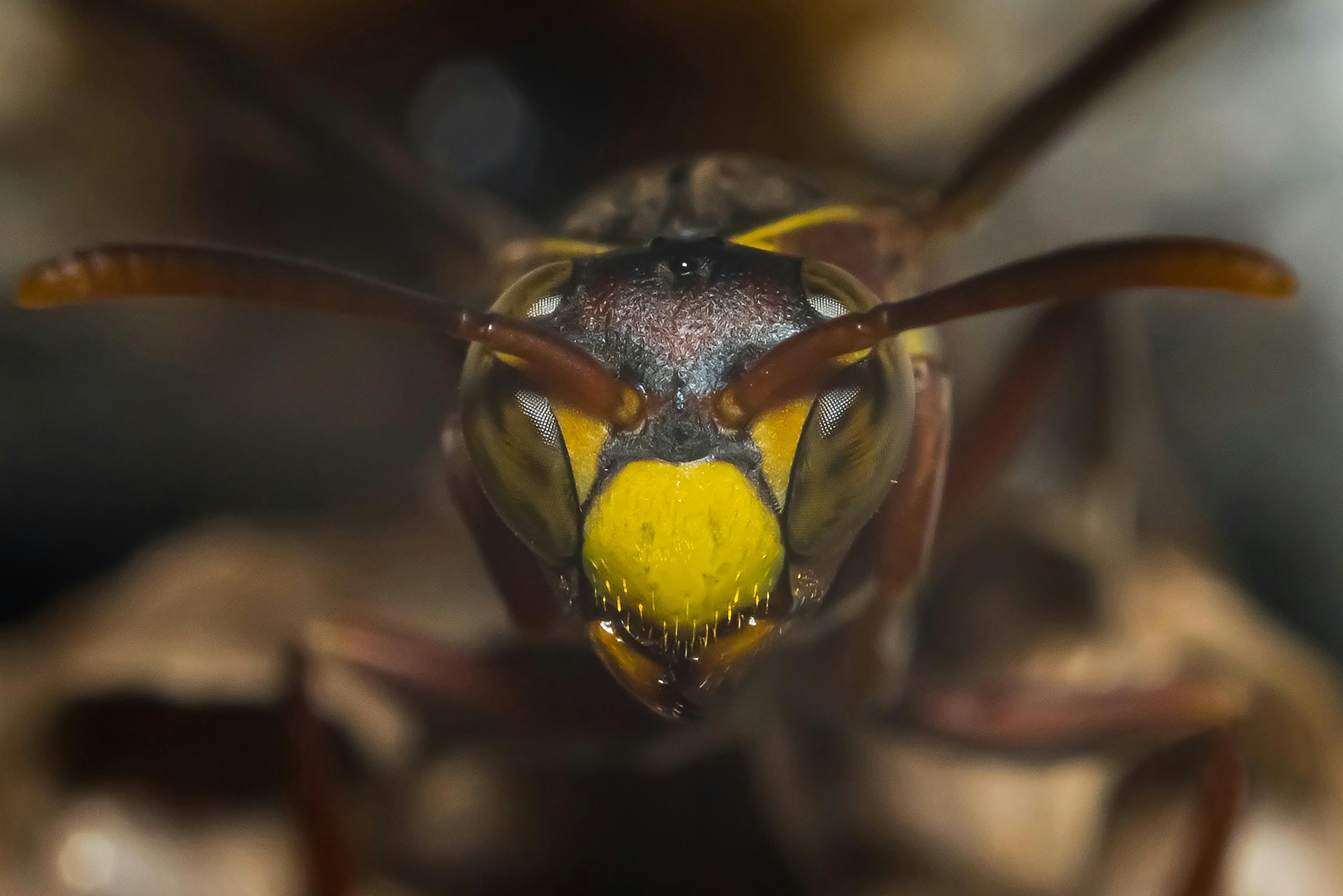 Guinea Paper Wasp (polistes Exclamans) 7 Photos & Videos Collected by ...
