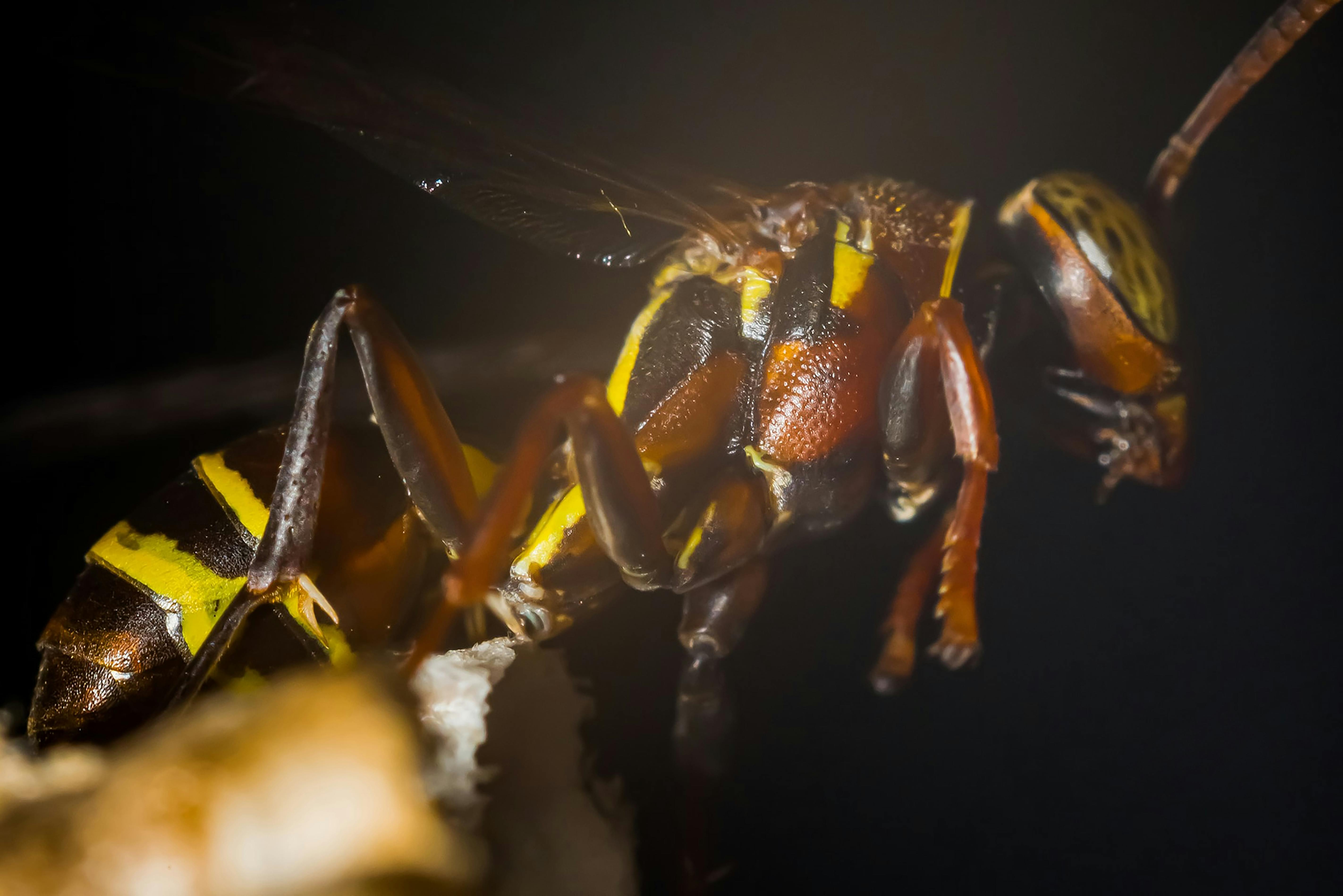Guinea Paper Wasp (polistes Exclamans) 7 Photos & Videos Collected by ...