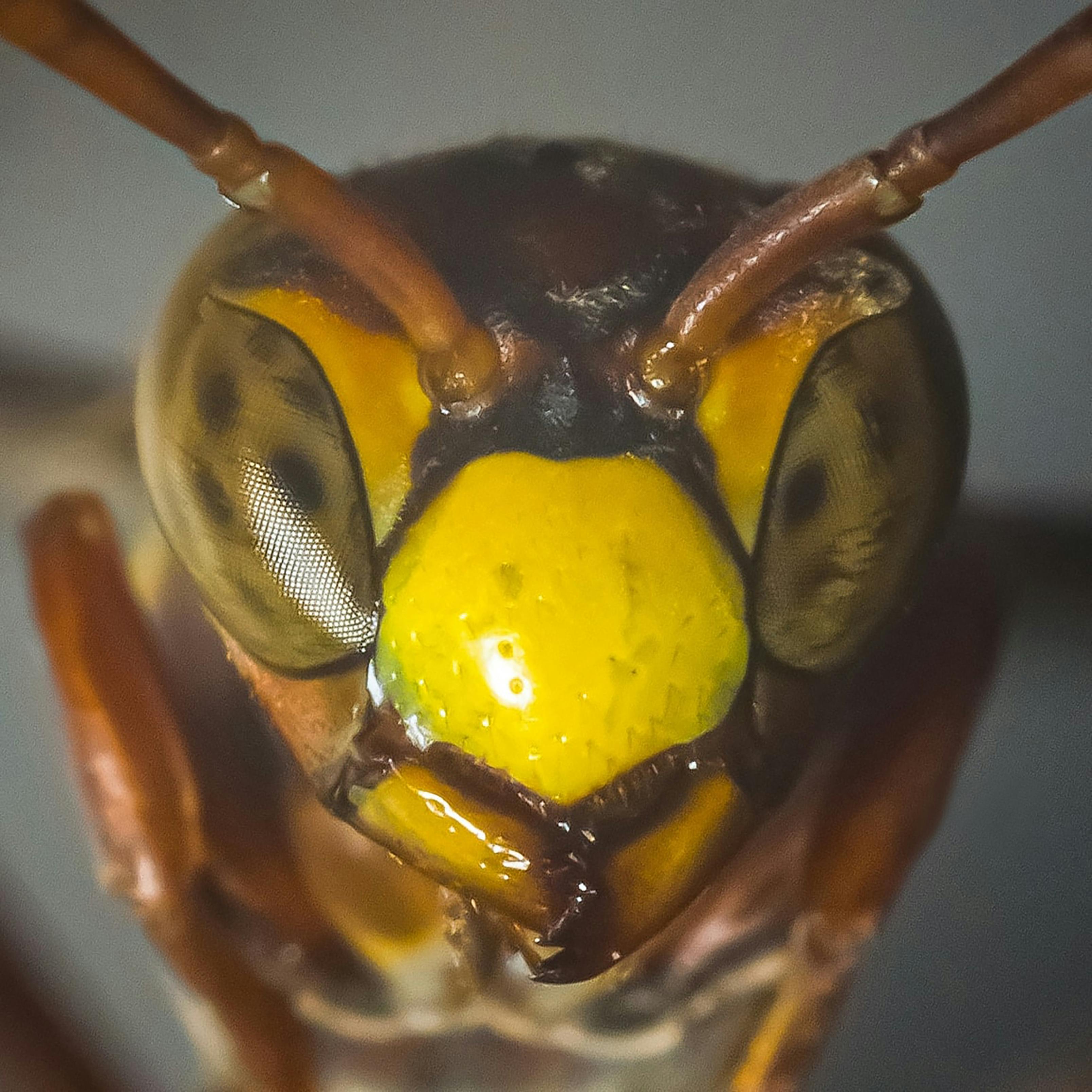Guinea Paper Wasp (polistes Exclamans) 7 Photos & Videos Collected by ...