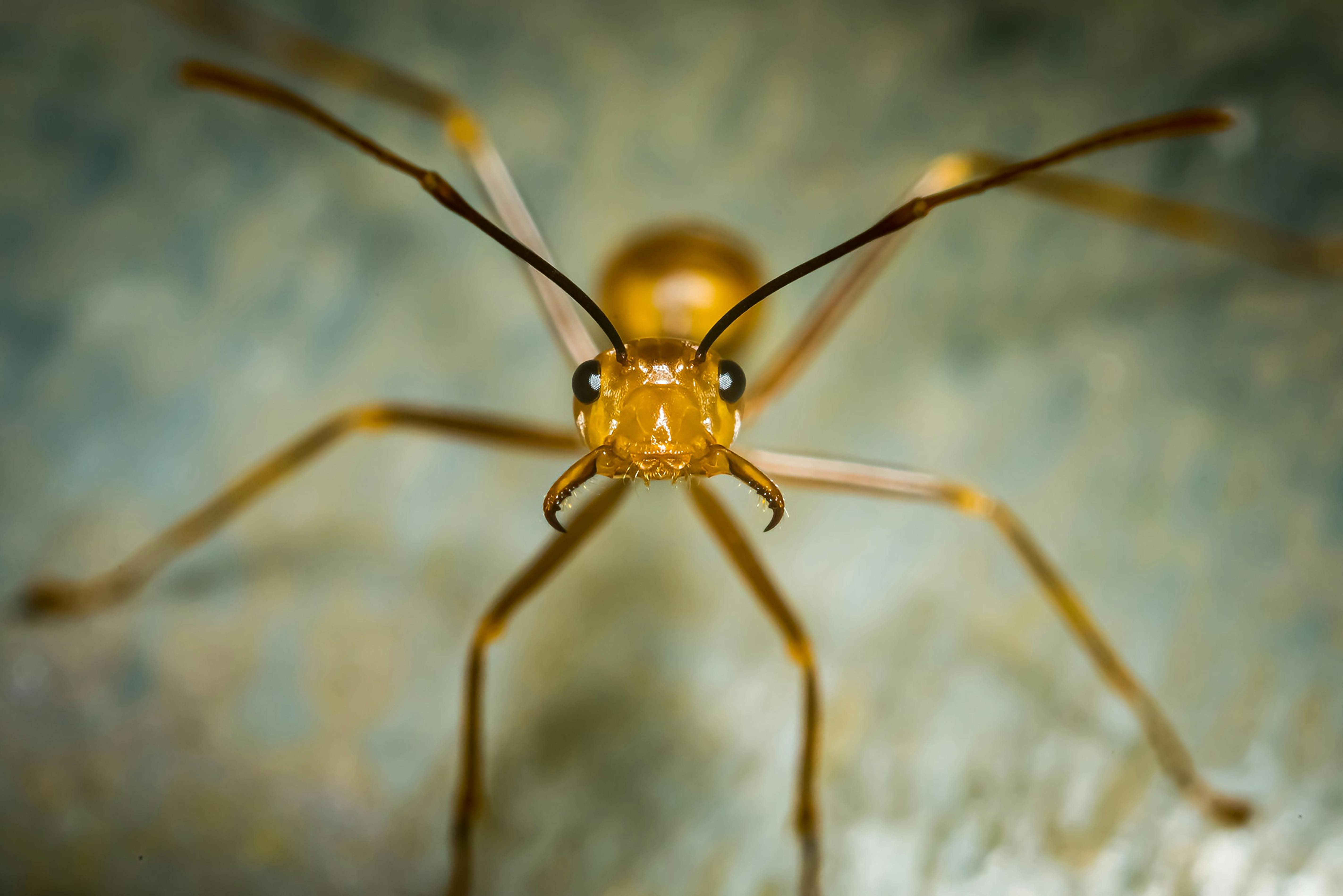 Close-up of Spider Head · Free Stock Photo