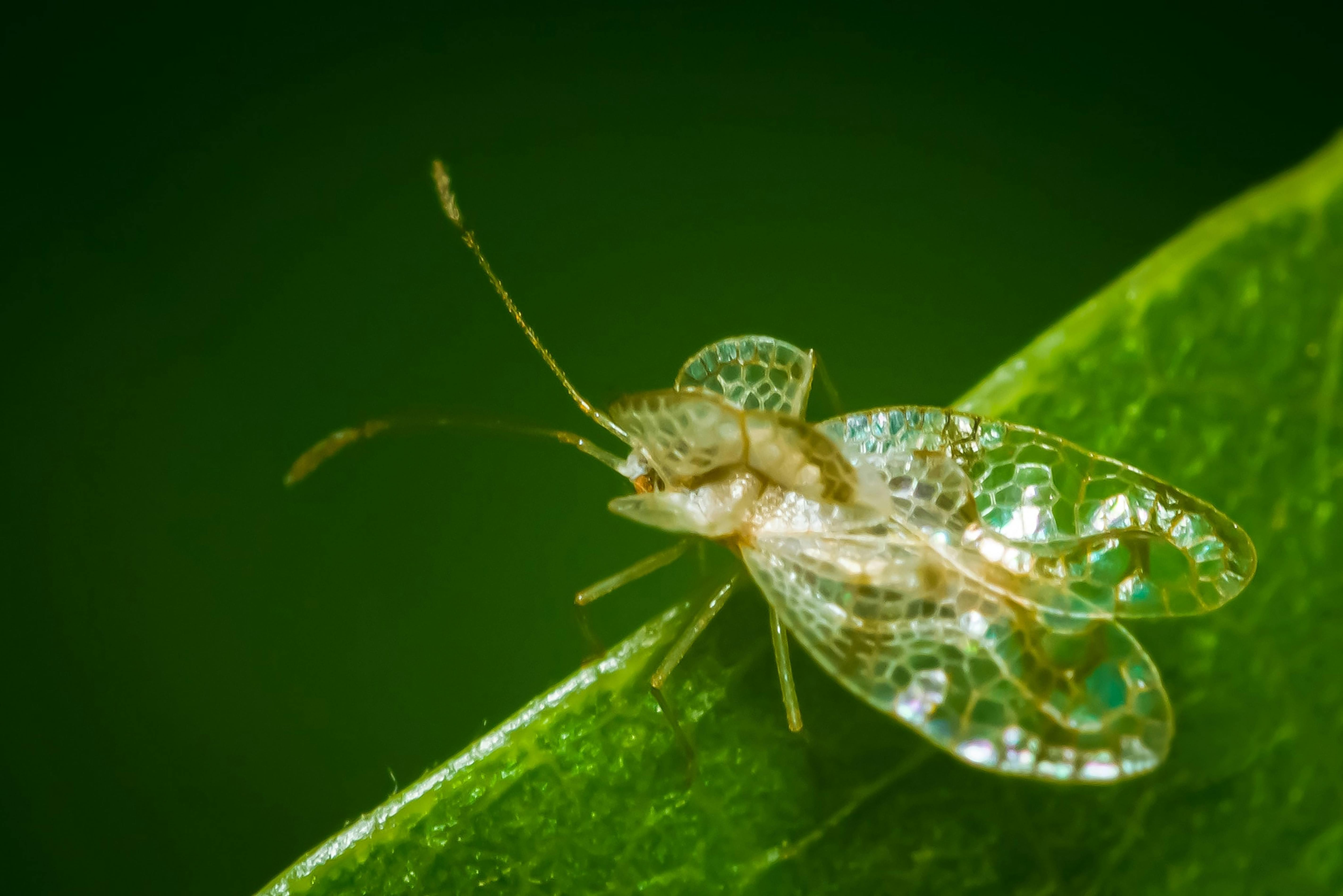 Sycamore Lace Bug (Corythucha Ciliata) 10 Photos & Videos Collected by ...