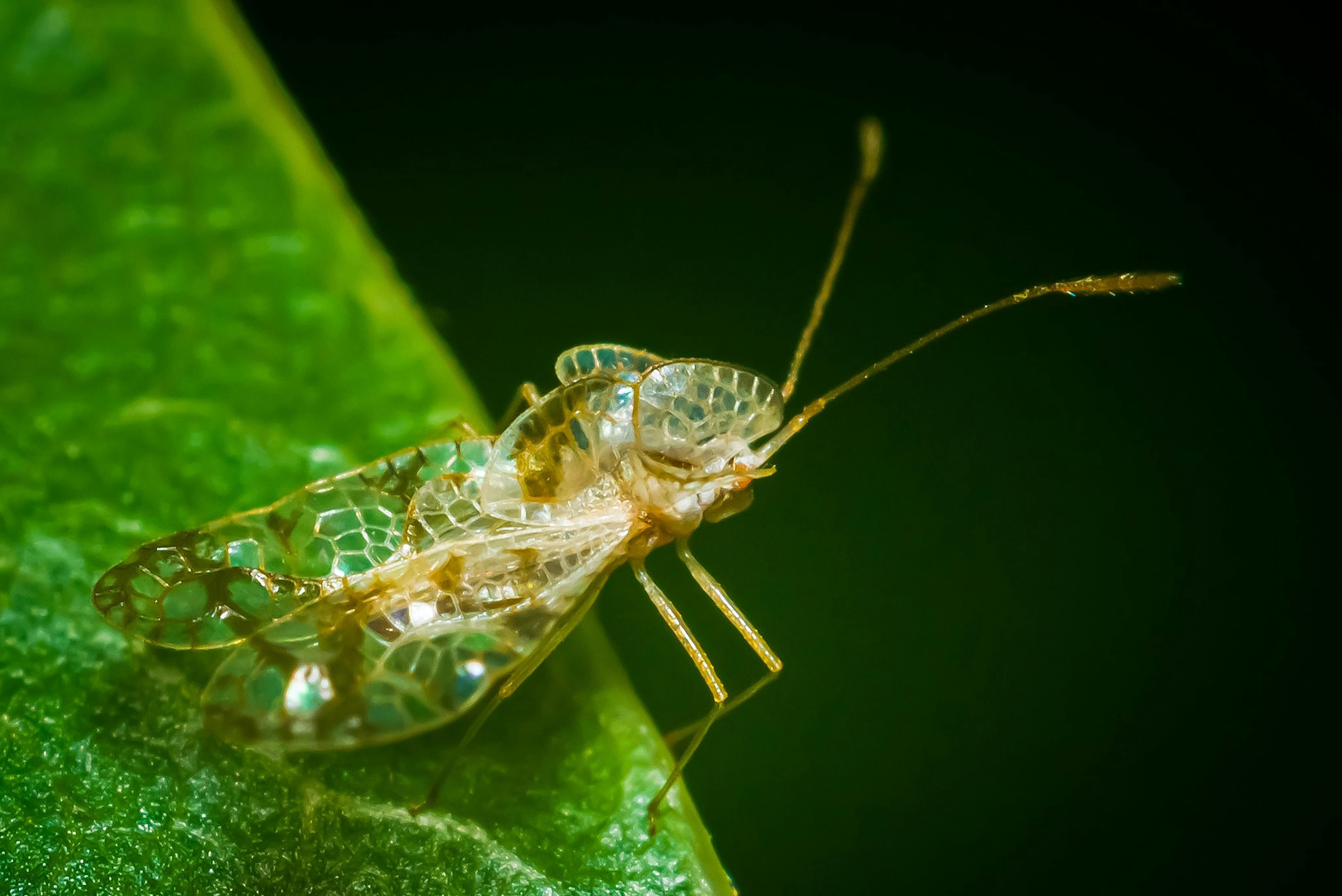Macro Photography adlı kullanıcılar tarafından hazırlanan, 10 Fotoğraf ...