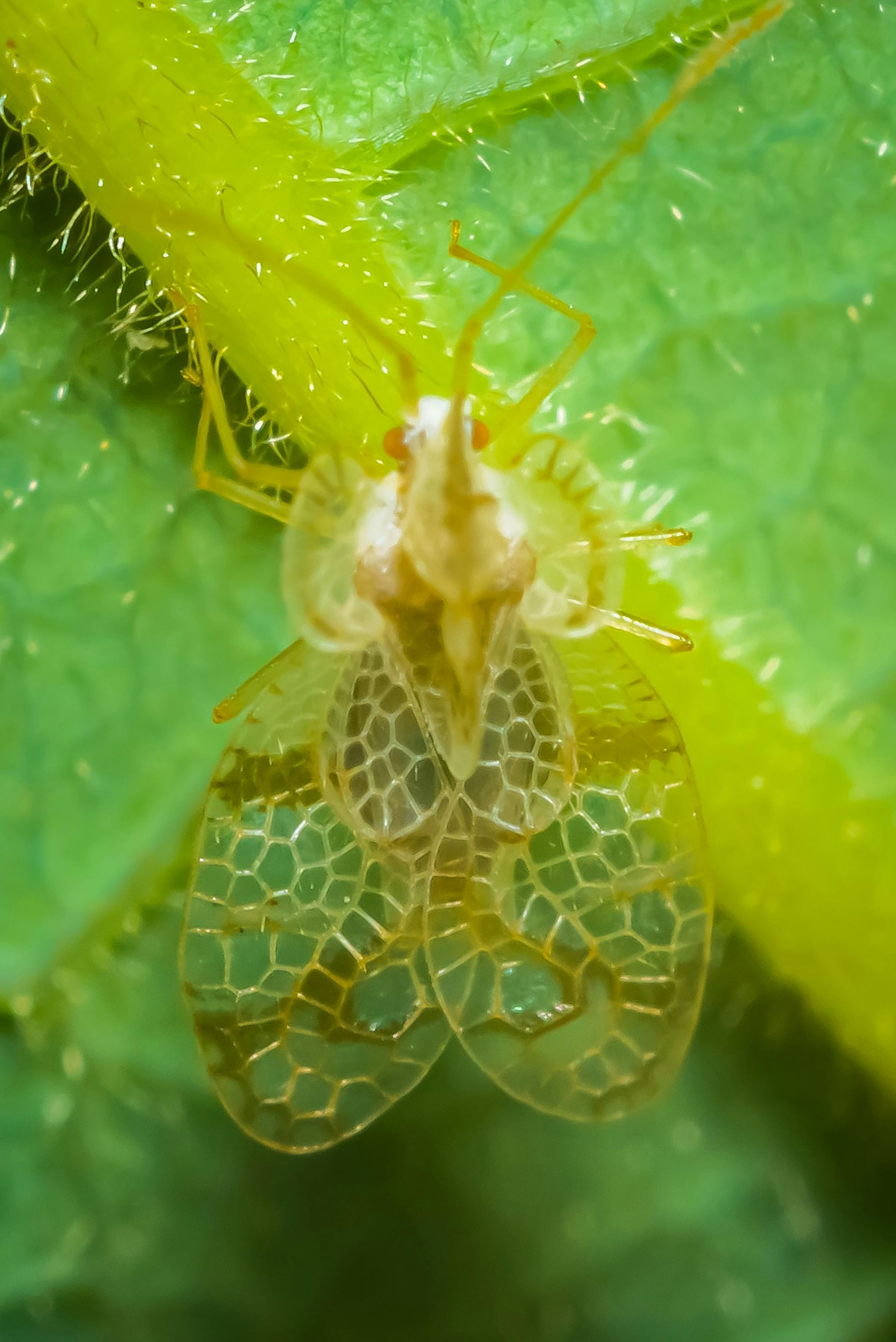 Sycamore Lace Bug (Corythucha Ciliata) 10 Photos & Videos Collected by ...