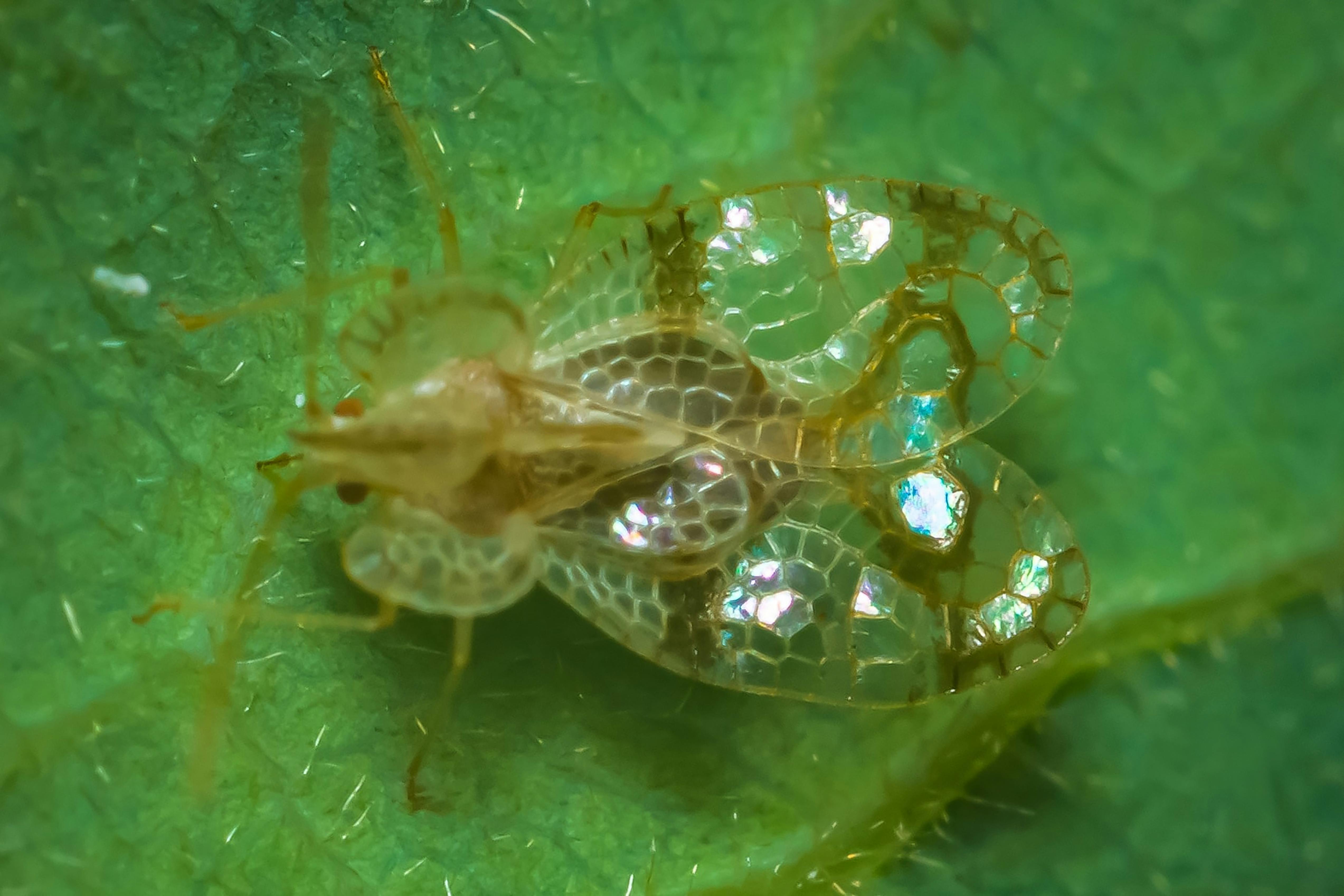Sycamore Lace Bug (Corythucha Ciliata) 10 Photos & Videos Collected by ...