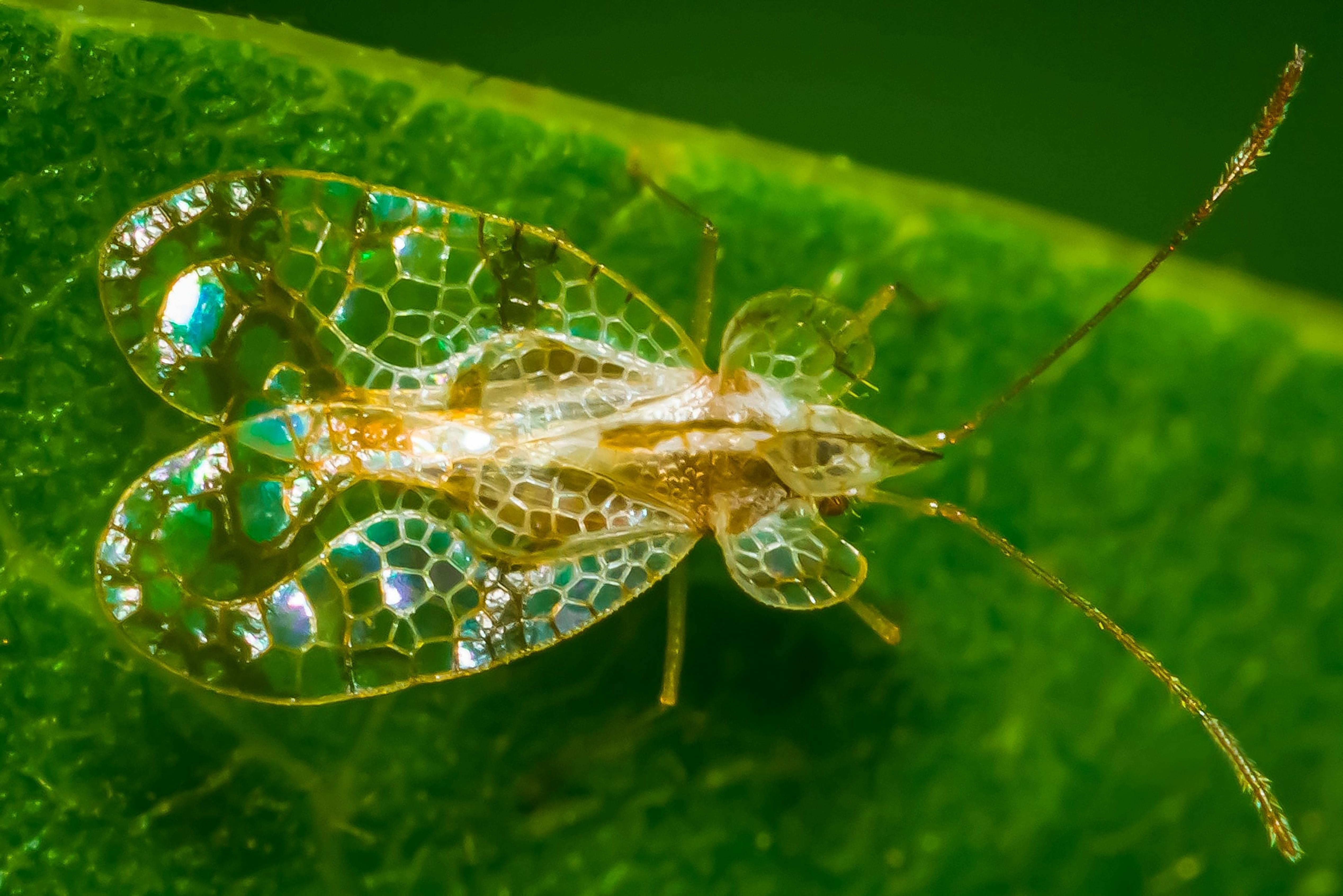 Sycamore Lace Bug (Corythucha Ciliata) 10 Photos & Videos Collected by ...