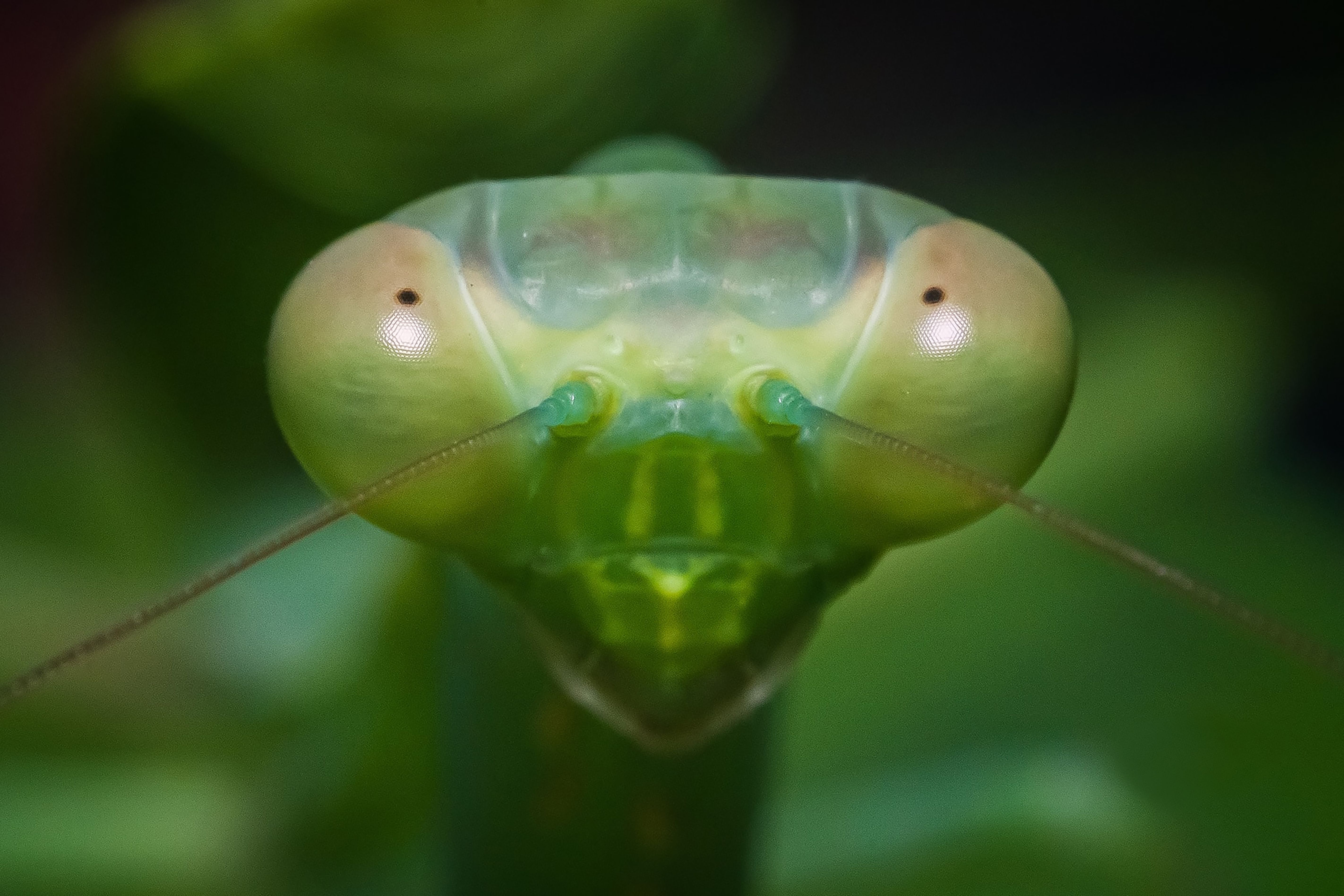 2,996+ Best Free Praying mantis Stock Photos & Images · 100% Royalty ...