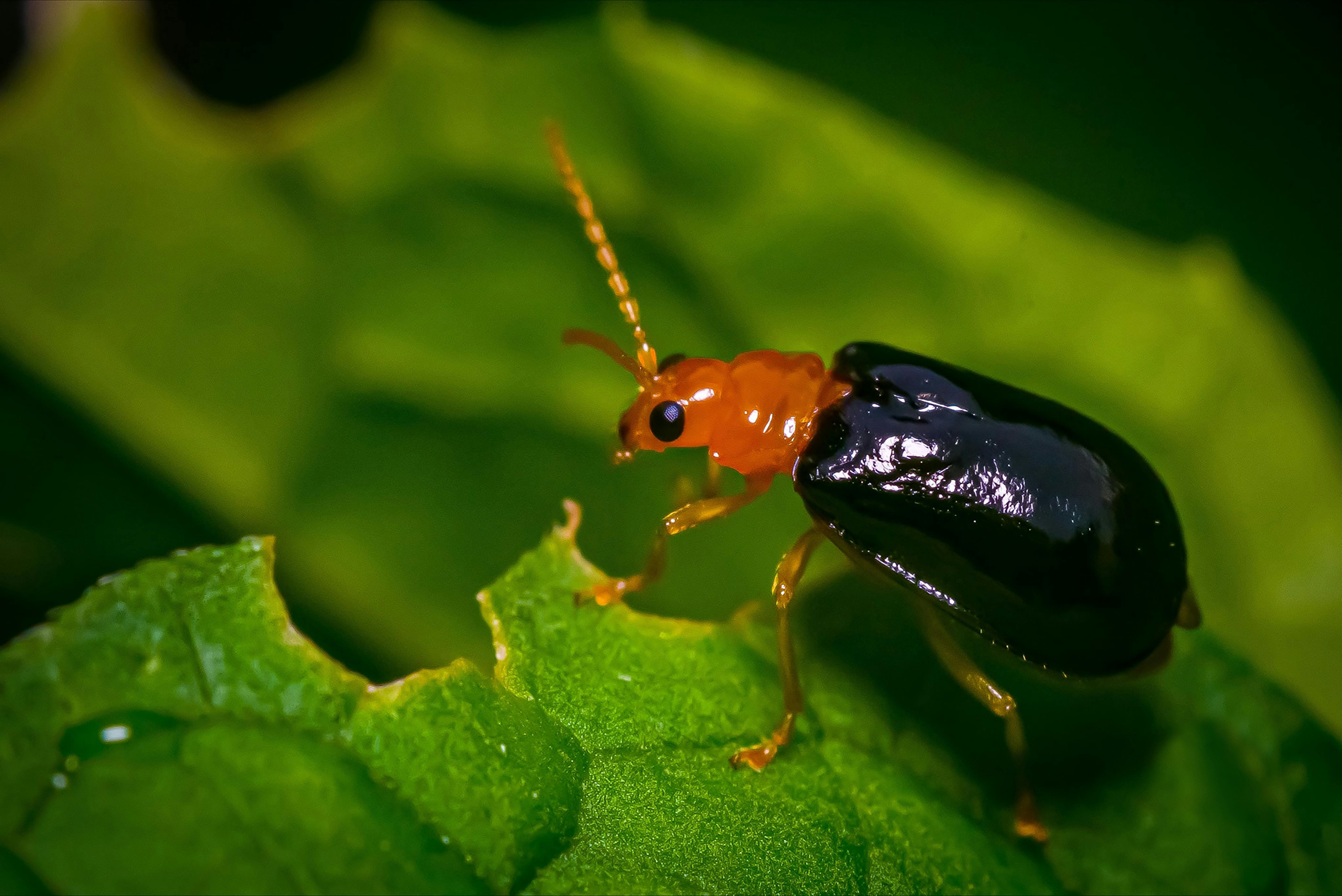 Leaf Beetle (Aulacophora Nigripennis): 6 fotos e vídeos compilados por ...