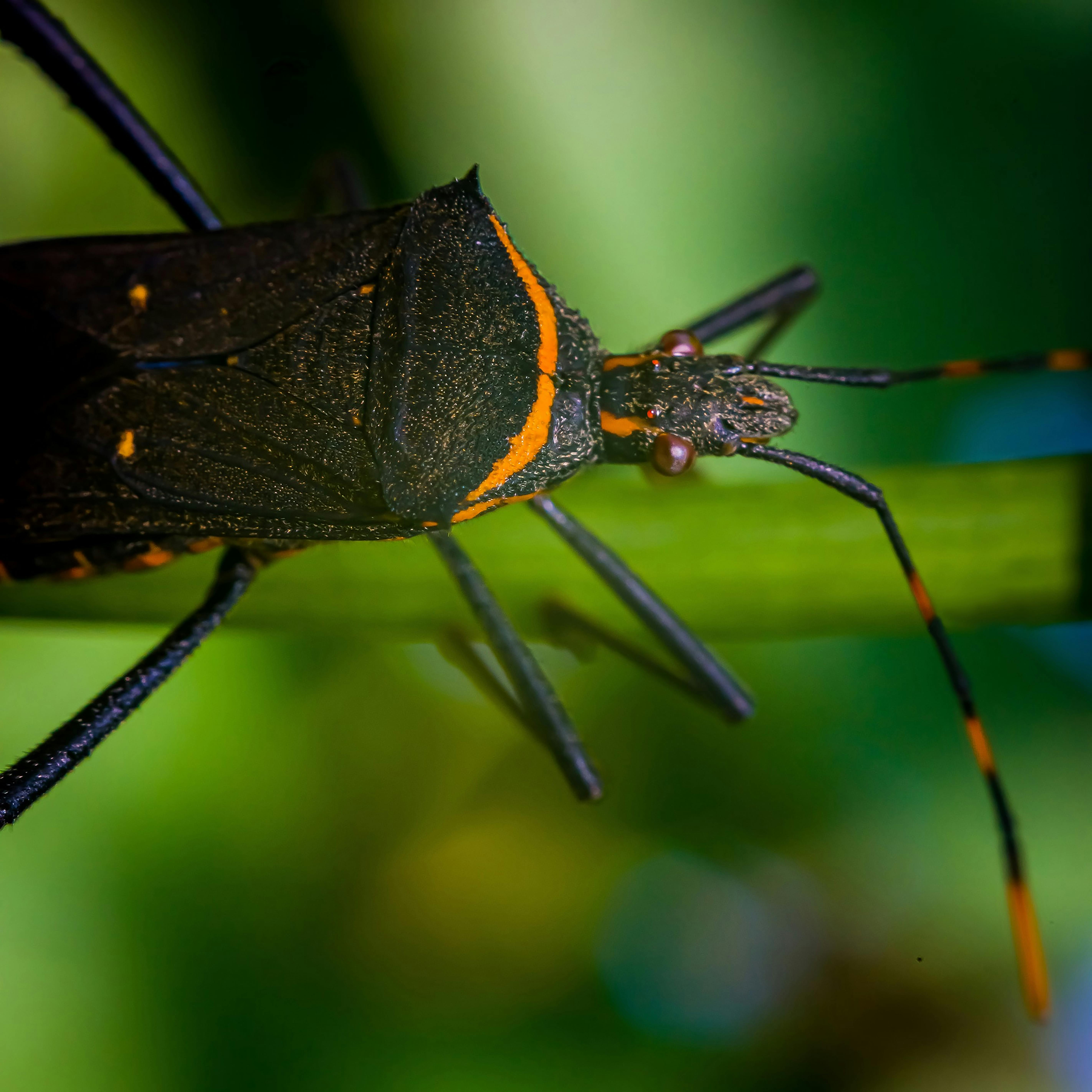Black and Brown Insect · Free Stock Photo