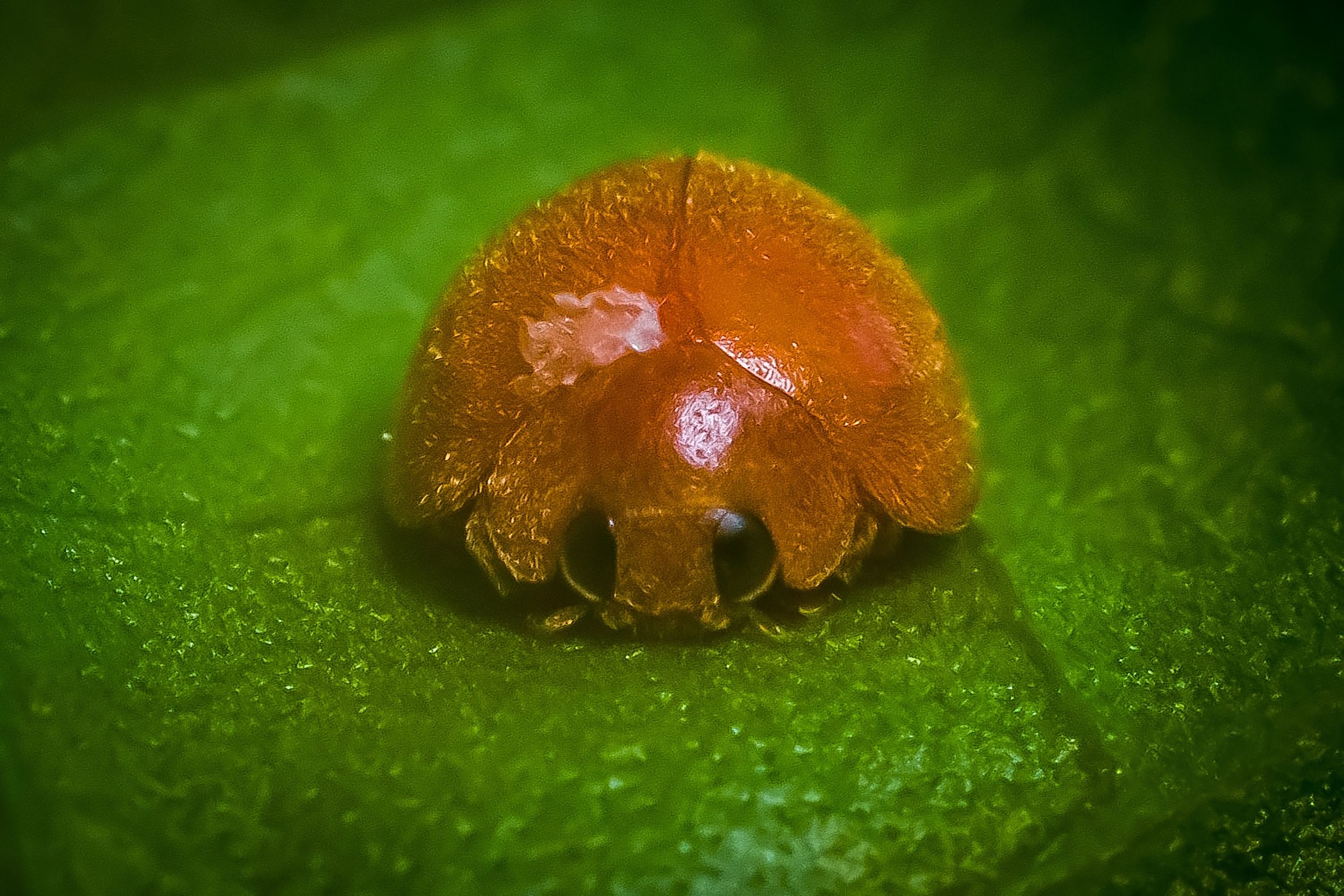 Ladybird (rodolia Cardinalis) 4 Photos & Videos Collected by Macro ...